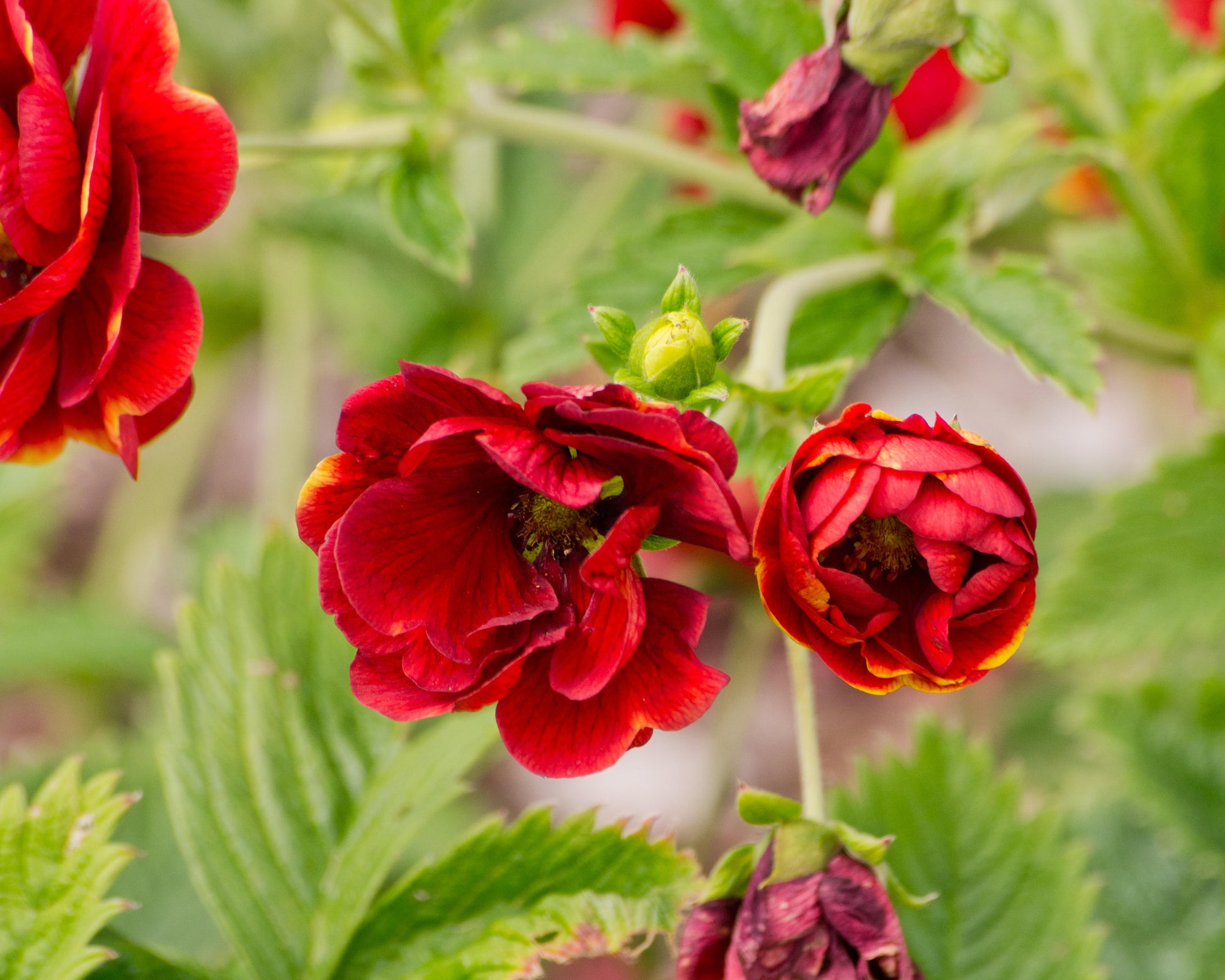 Potentilla 'Arc-en-ciel' bare roots | Buy cinquefoil plants online at ...