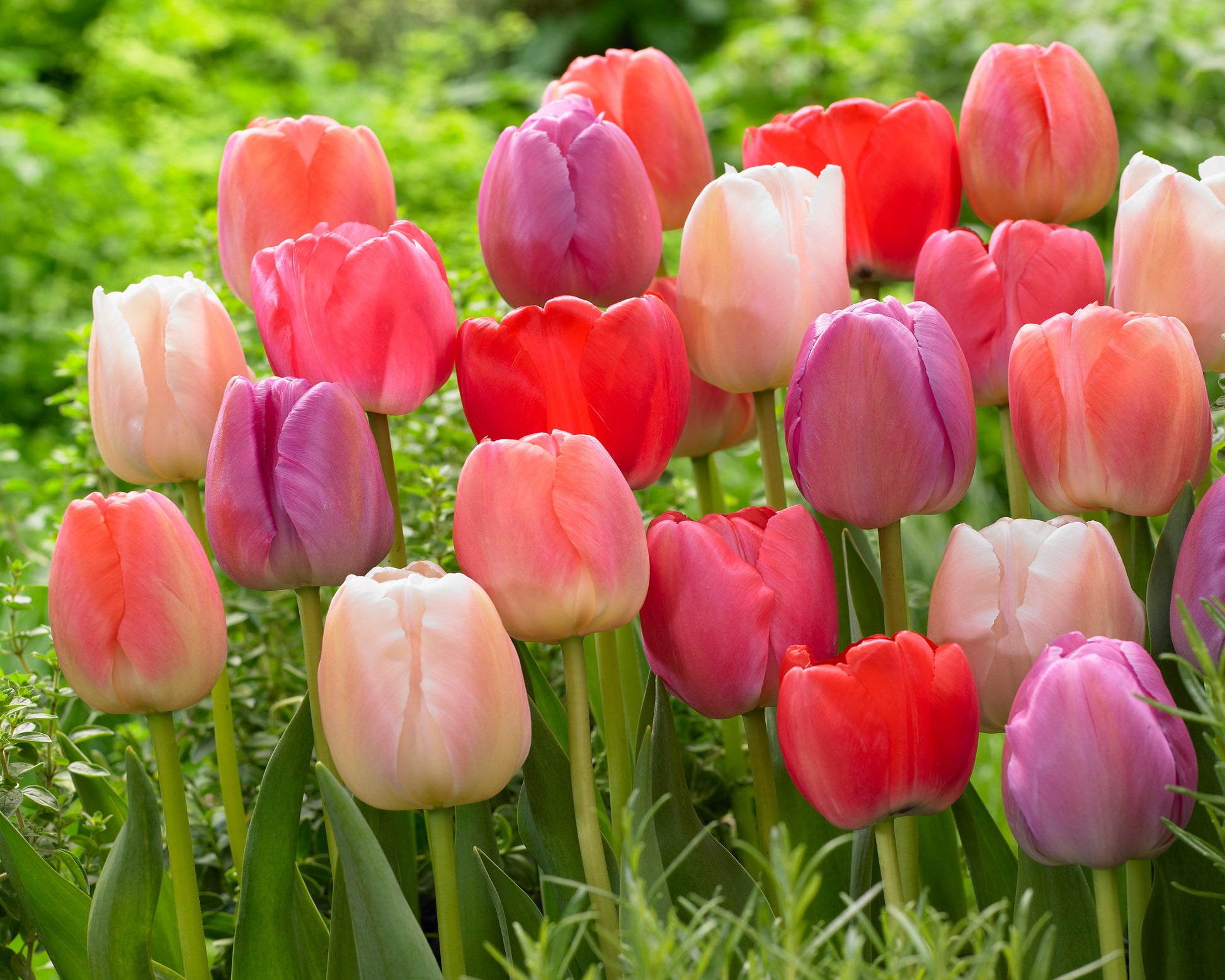 'Pride Mix' Tulip collection bulbs | Buy mixed darwin hybrid tulips ...