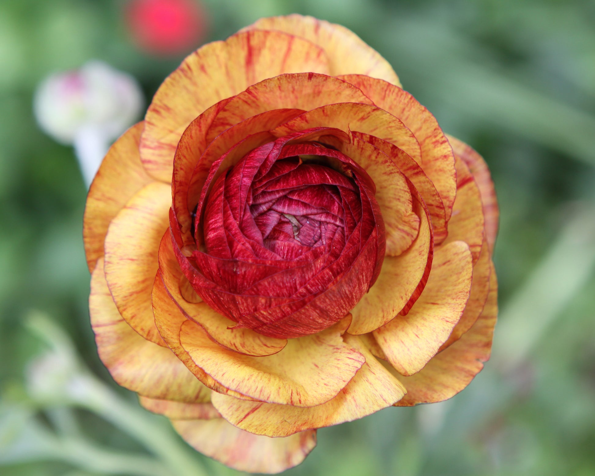 Ranunculus 'Picotee Café' bulbs — Buy brown 'Buttercups' online at ...