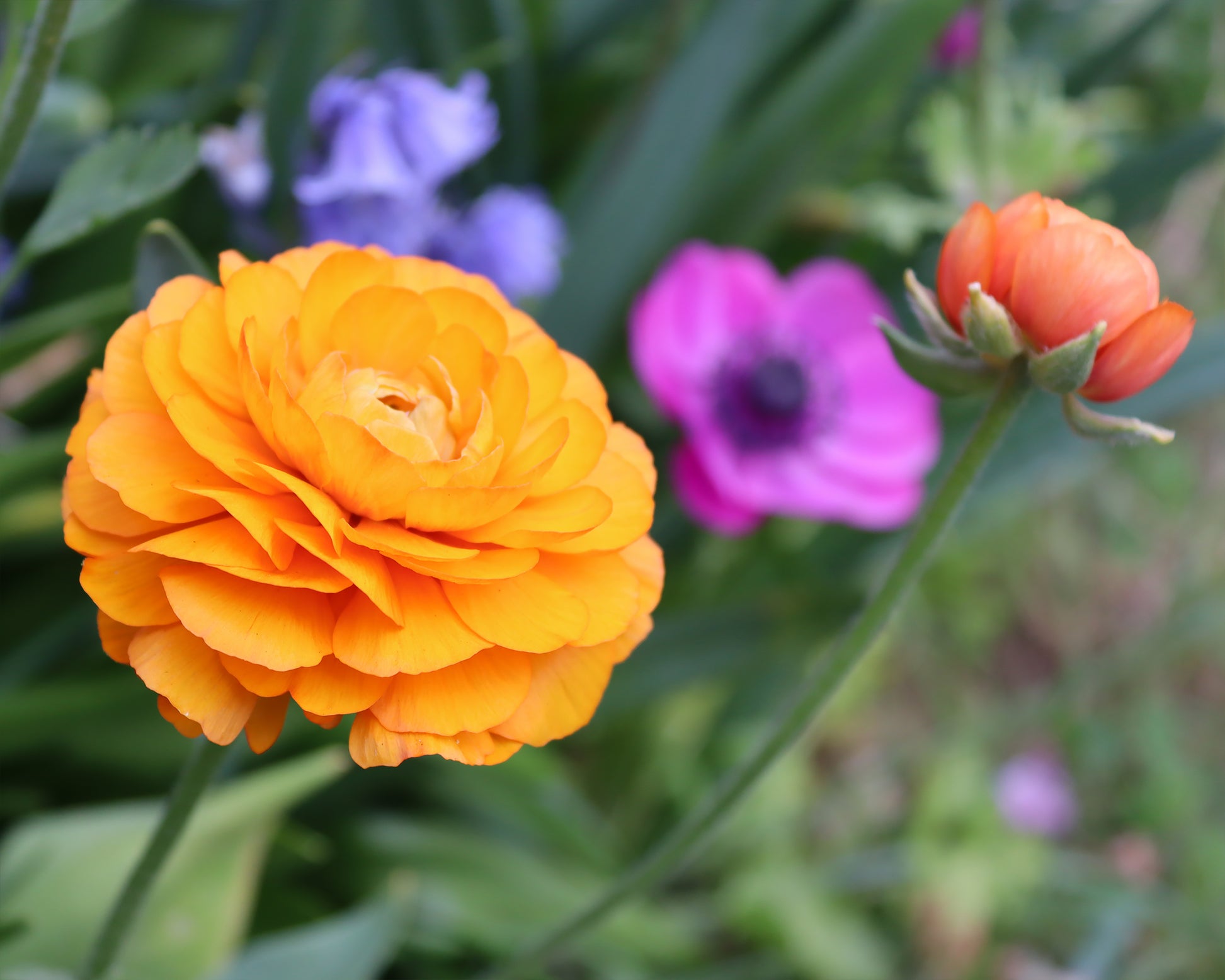 Italian Ranunculus 'Elegance® Clementine' — Buy online at Farmer Gracy UK