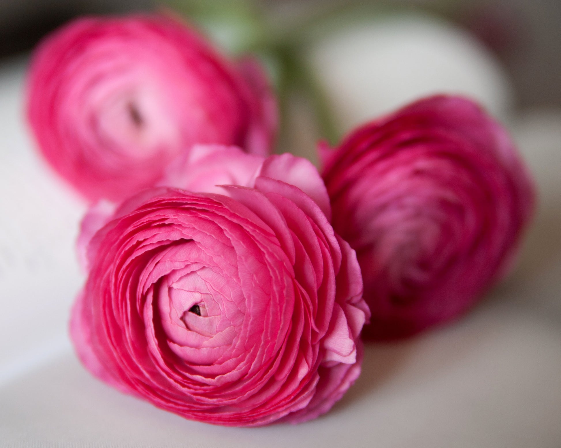 Italian Ranunculus 'Elegance® Rosa' — Buy online at Farmer Gracy UK