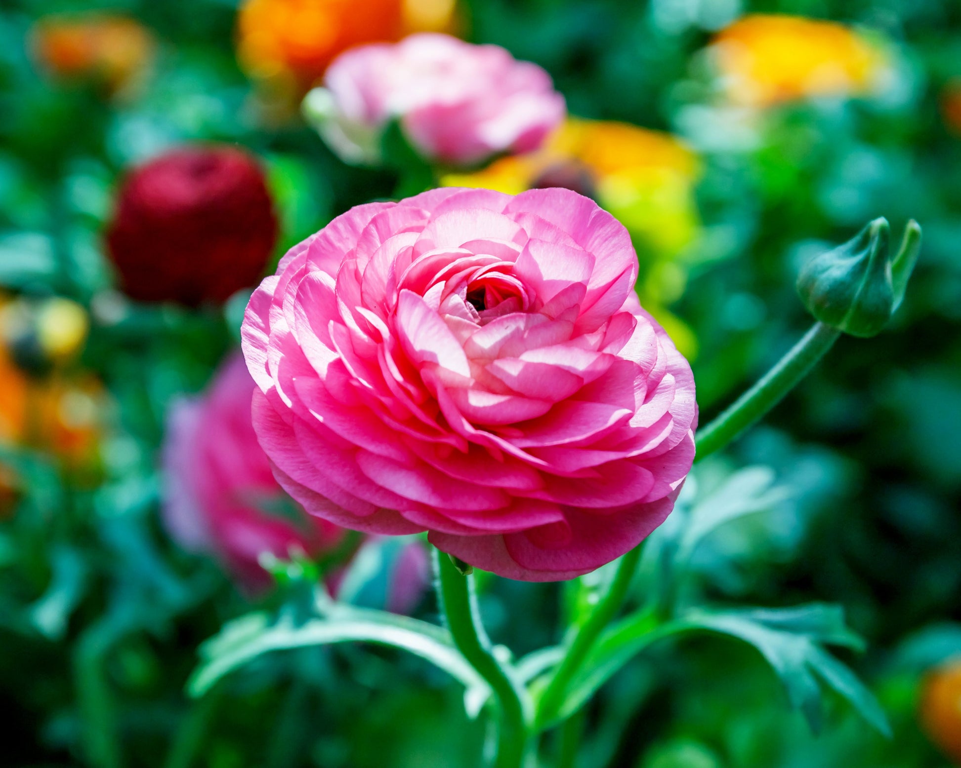 Italian Ranunculus 'Elegance® Rosa' — Buy online at Farmer Gracy UK