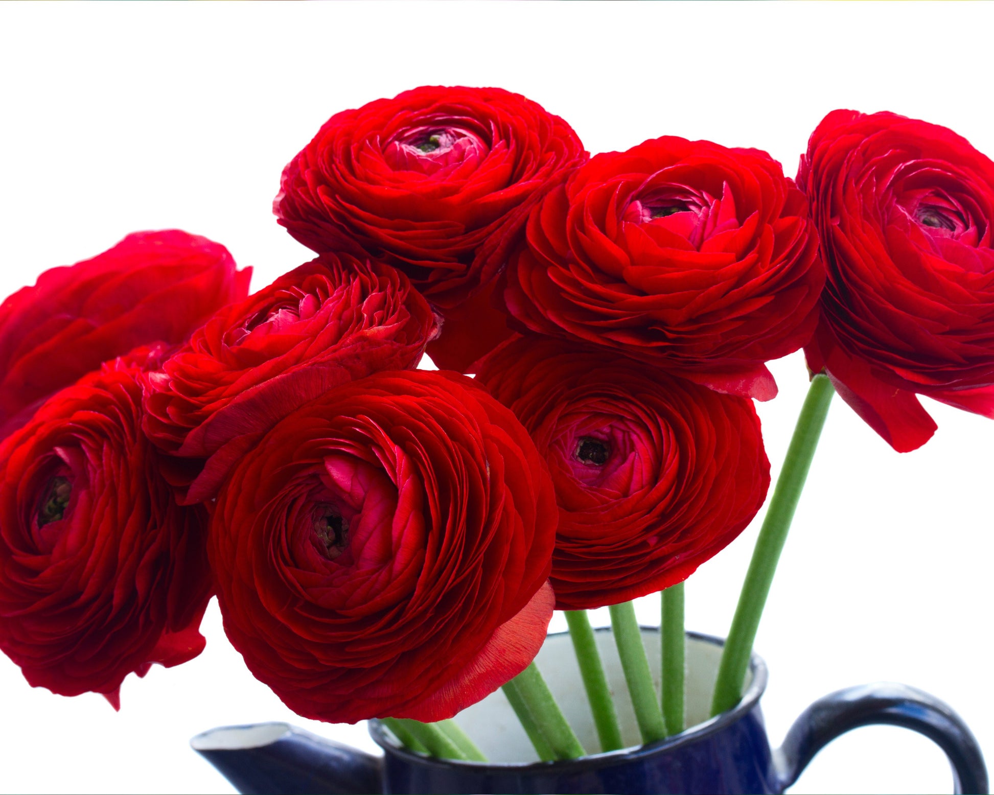 Italian Ranunculus 'Elegance® Rosso' — Buy online at Farmer Gracy UK