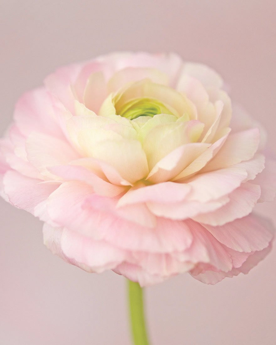 Italian Ranunculus Elegance® Pastello | Buy pastel|coloured Ranunculus ...