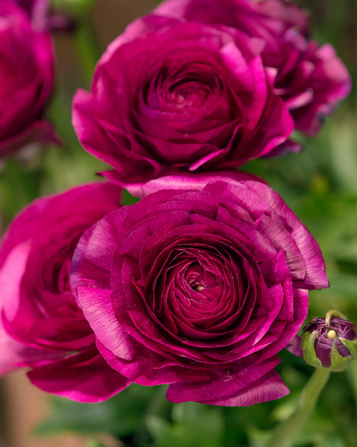 Ranunculus 'Aviv Purple' bulbs — Buy purple buttercups online at Farmer ...