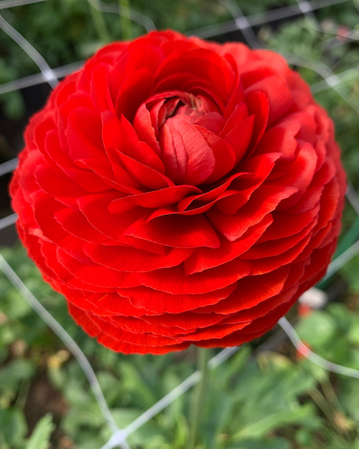 Italian Ranunculus 'Elegance® Rosso' — Buy online at Farmer Gracy UK