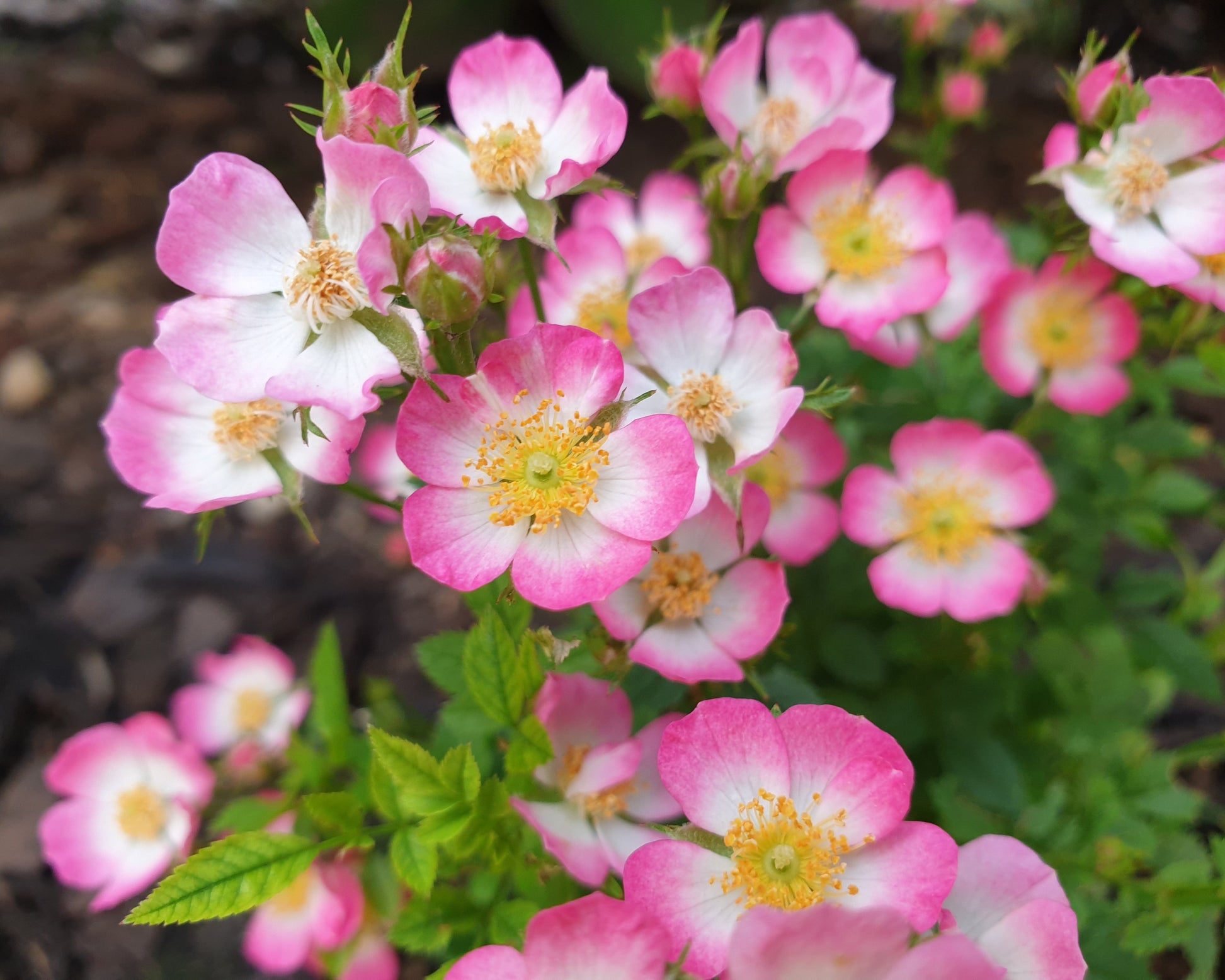Rosa 'Cutie Pie' bare roots — Buy miniature rose online at Farmer Gracy UK
