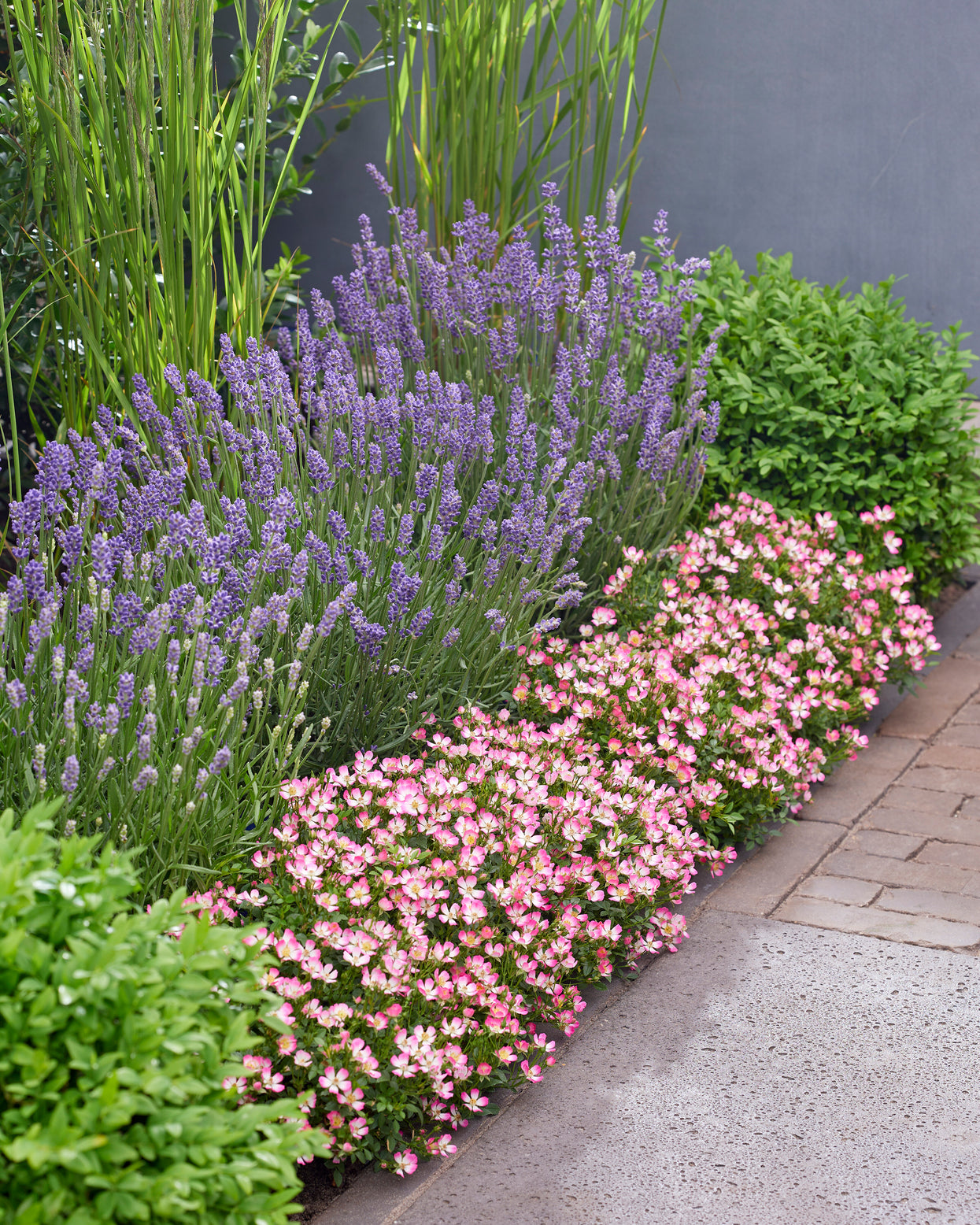 Rosa 'Cutie Pie' bare roots — Buy miniature rose online at Farmer Gracy UK