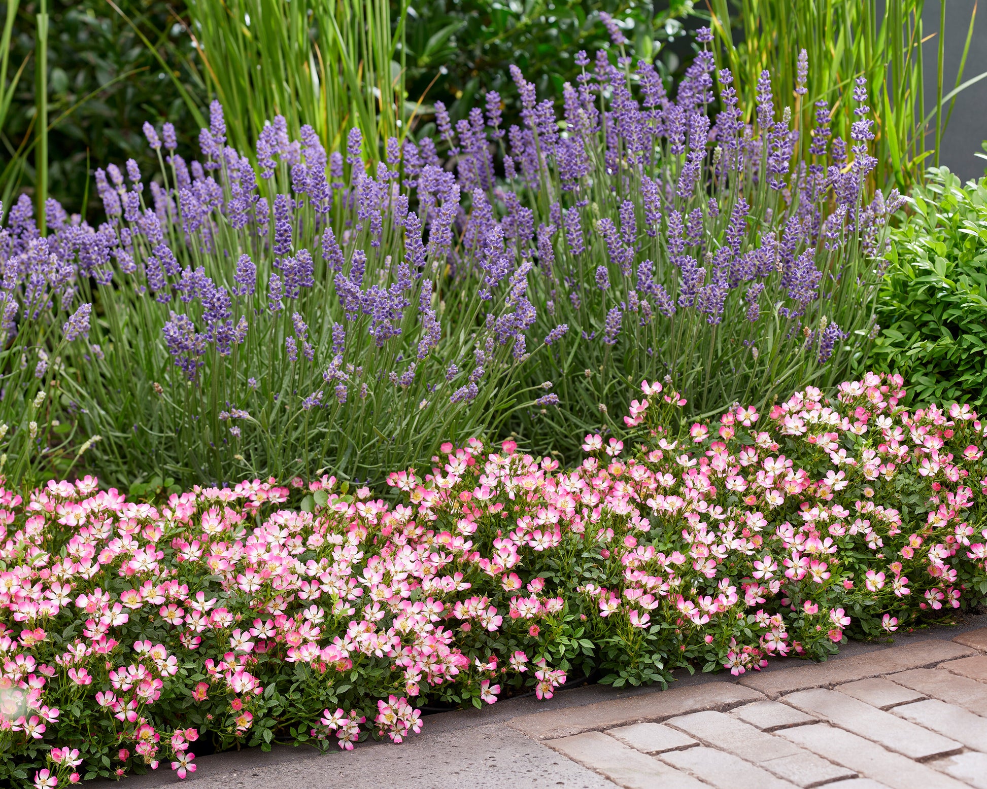 Rosa 'Cutie Pie' bare roots — Buy miniature rose online at Farmer Gracy UK