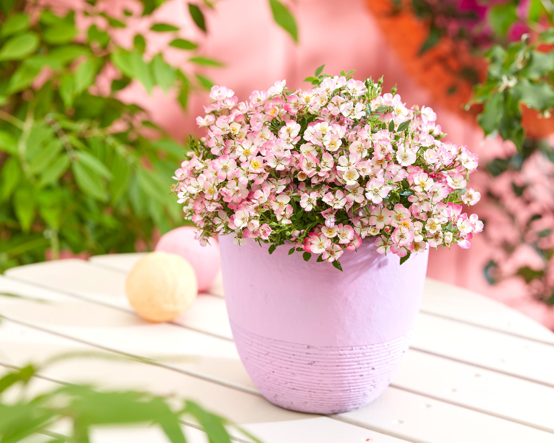 Rosa 'Cutie Pie' bare roots — Buy miniature rose online at Farmer Gracy UK