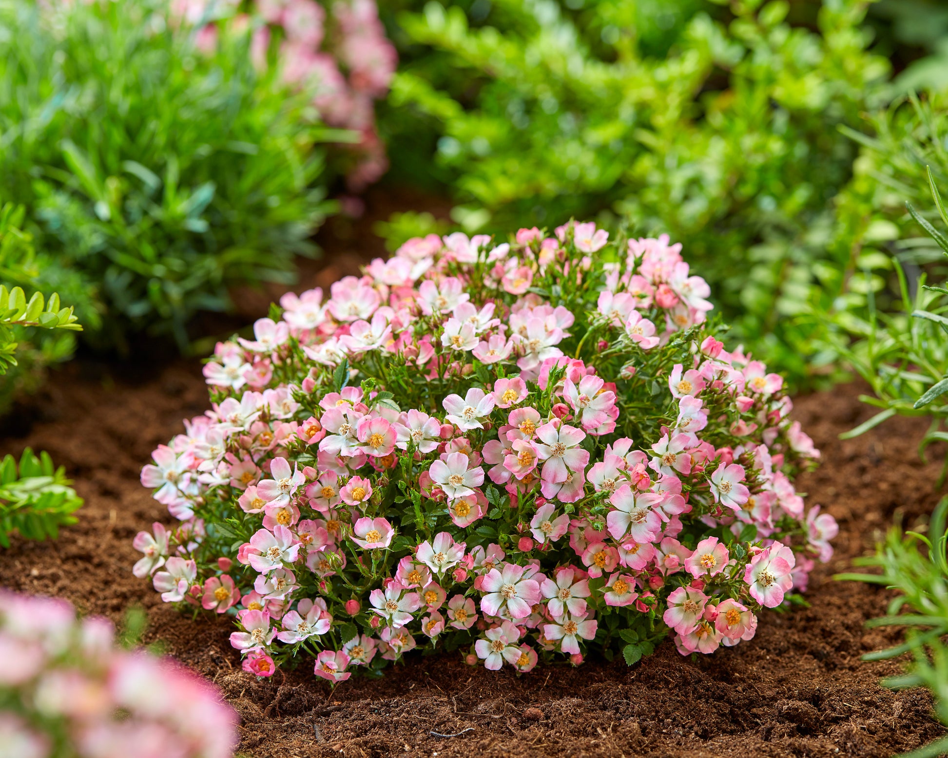 Rosa 'Cutie Pie' bare roots — Buy miniature rose online at Farmer Gracy UK