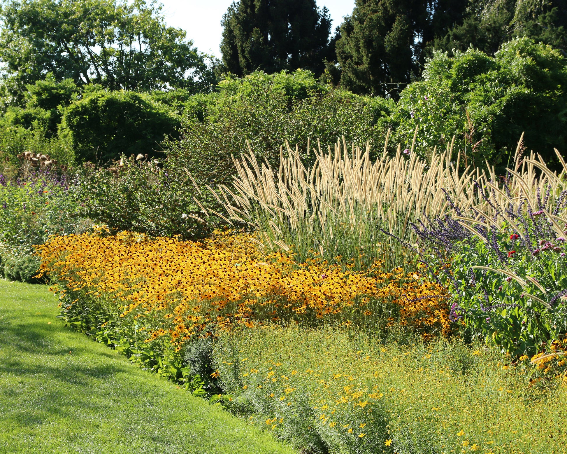 Rudbeckia fulgida 'Goldsturm' bare roots — Buy 'Black Eyed Susan ...