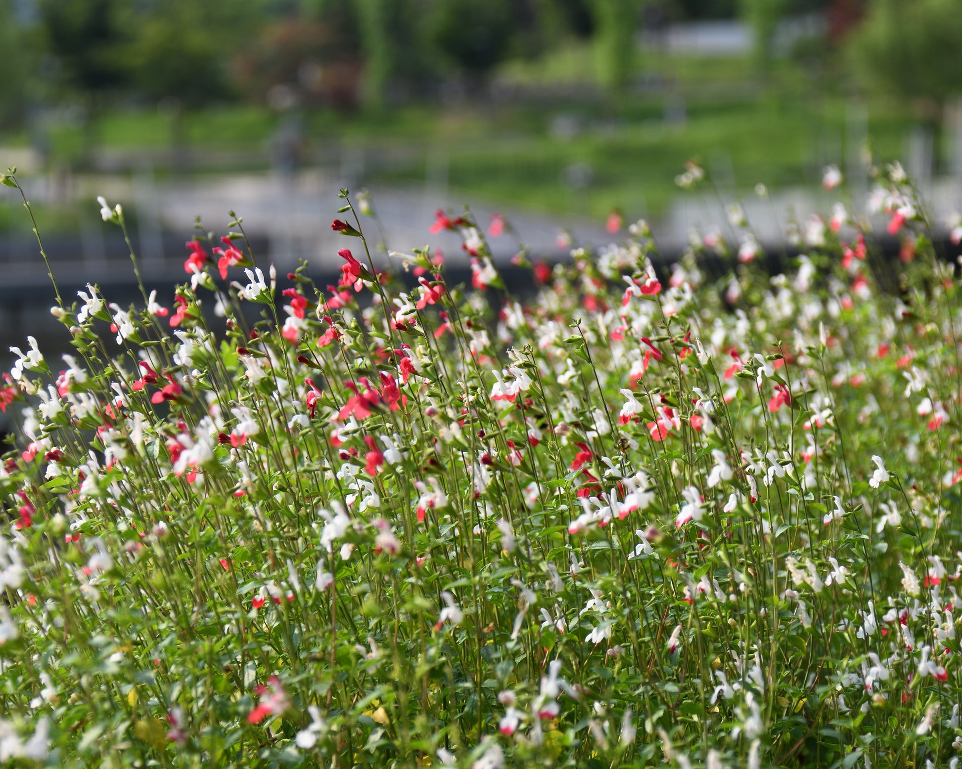Salvia microphylla 'Hot Lips' bare roots — Buy littleleaf sage online at Farmer Gracy UK