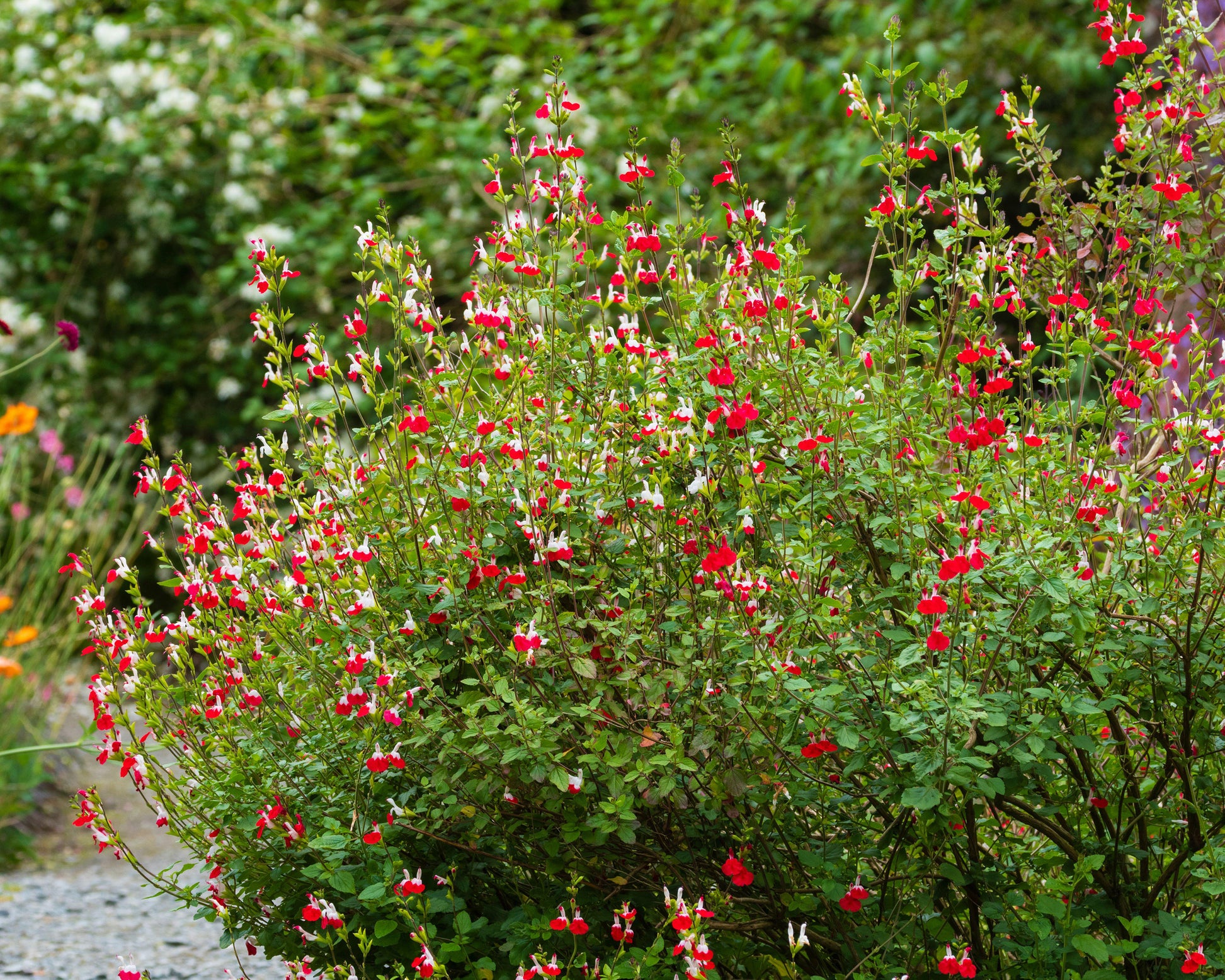 Salvia microphylla 'Hot Lips' bare roots — Buy littleleaf sage online ...