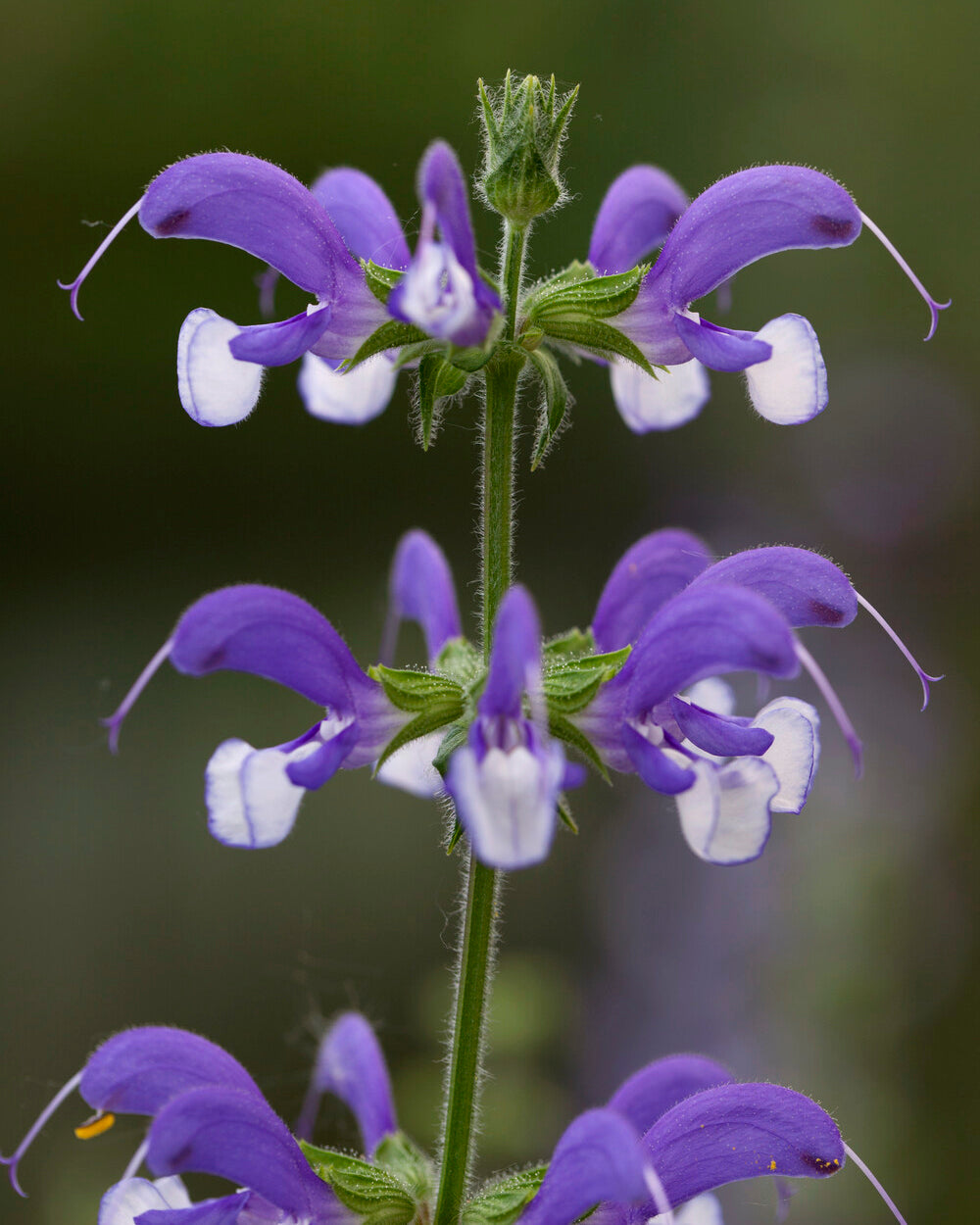 Salvia pratensis 'Madeline' bare roots — Buy bi-coloured sage online at ...