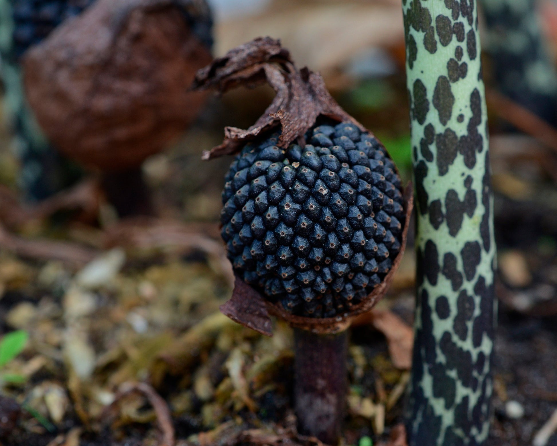 Sauromatum venosum bulbs (Voodoo Lily) — Buy online at Farmer Gracy UK