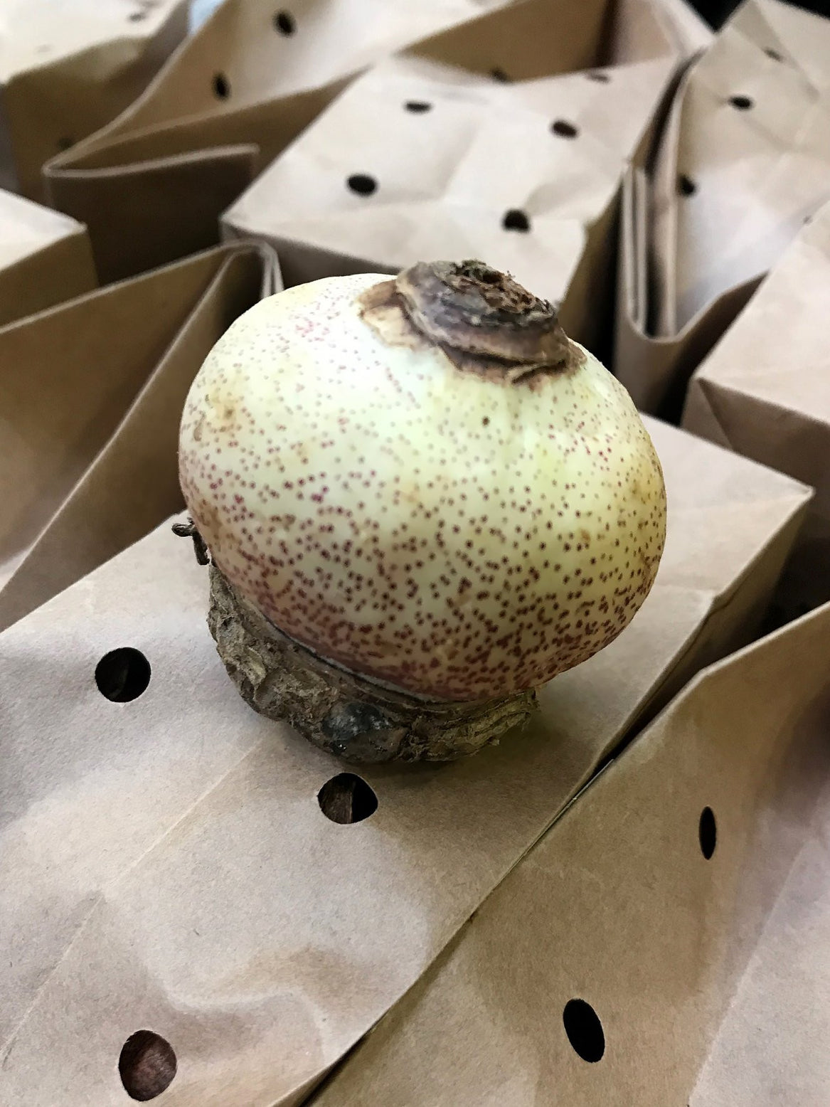 Scadoxus multiflorus Bulbs — Buy 'Blood Lily' online at Farmer Gracy UK