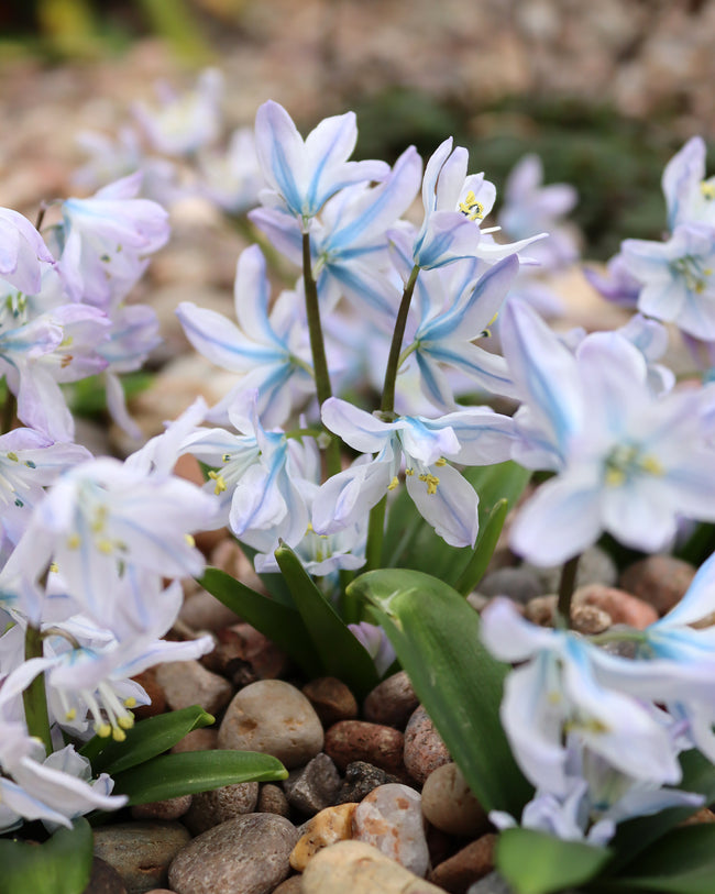 Scilla siberica ('Siberian Squill') bulbs — Buy online at Farmer Gracy