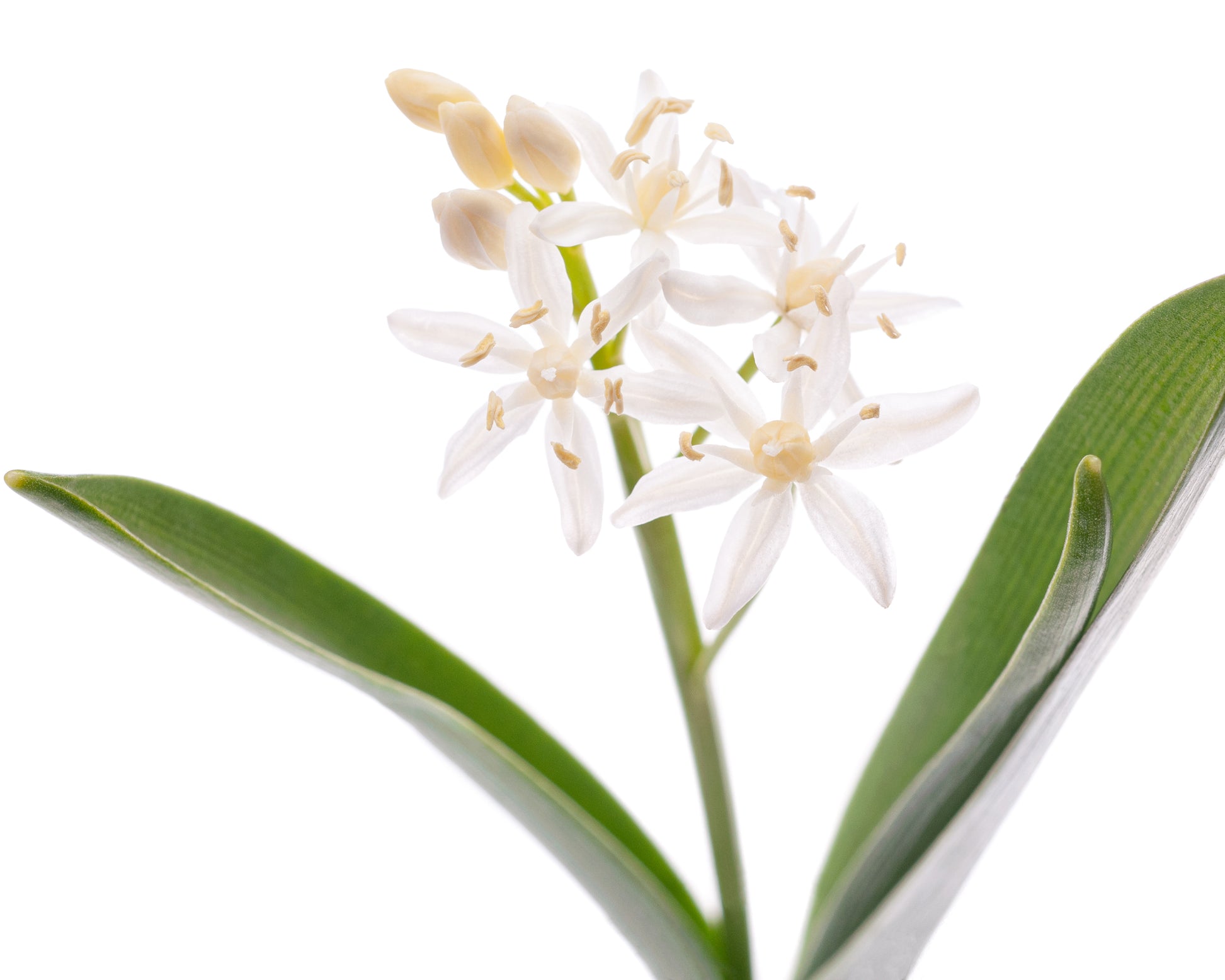 Scilla bifolia 'Rosea' bulbs — Buy pink alpine squill bulbs online at ...