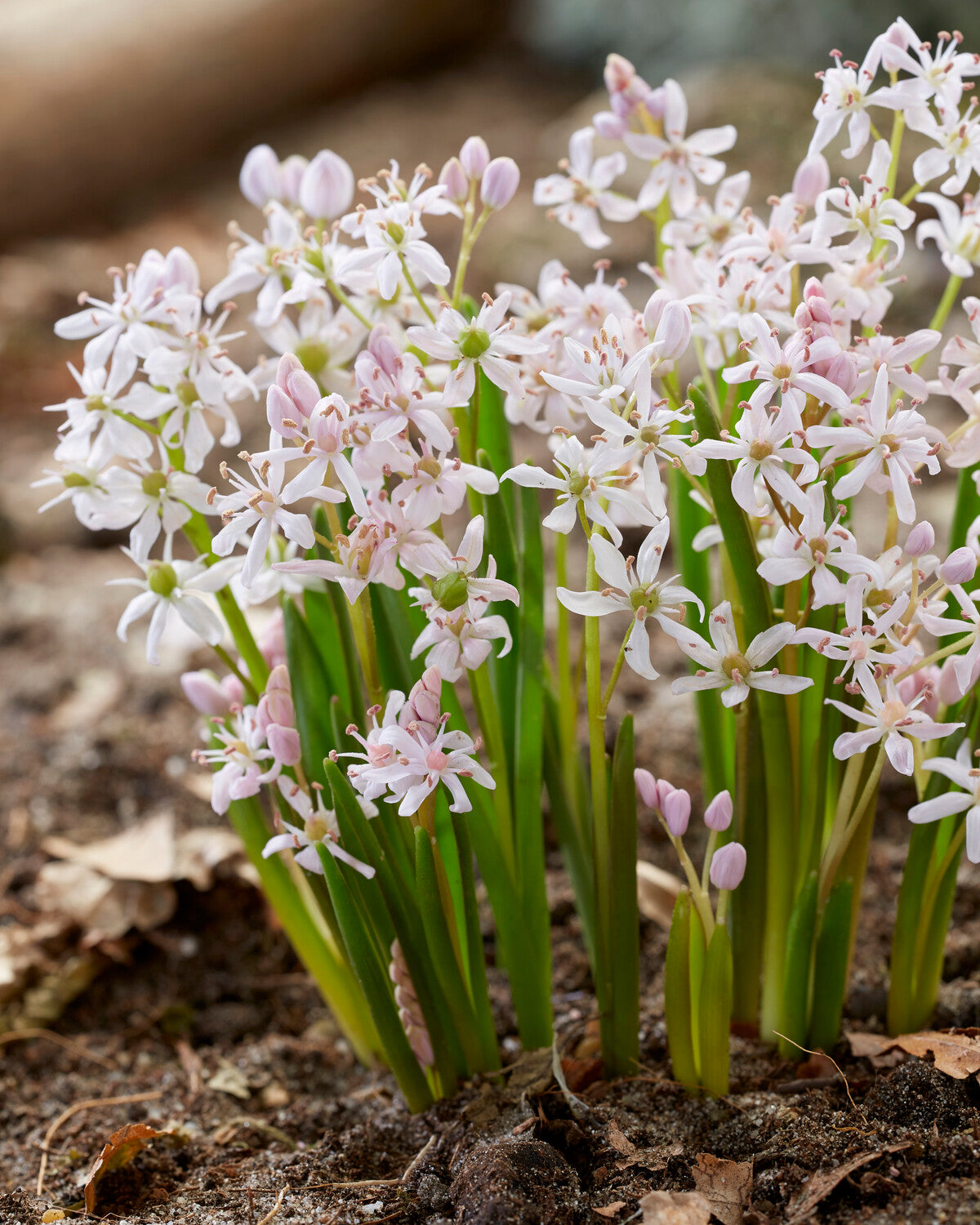 Scilla bifolia 'Rosea' bulbs — Buy pink alpine squill bulbs online at ...