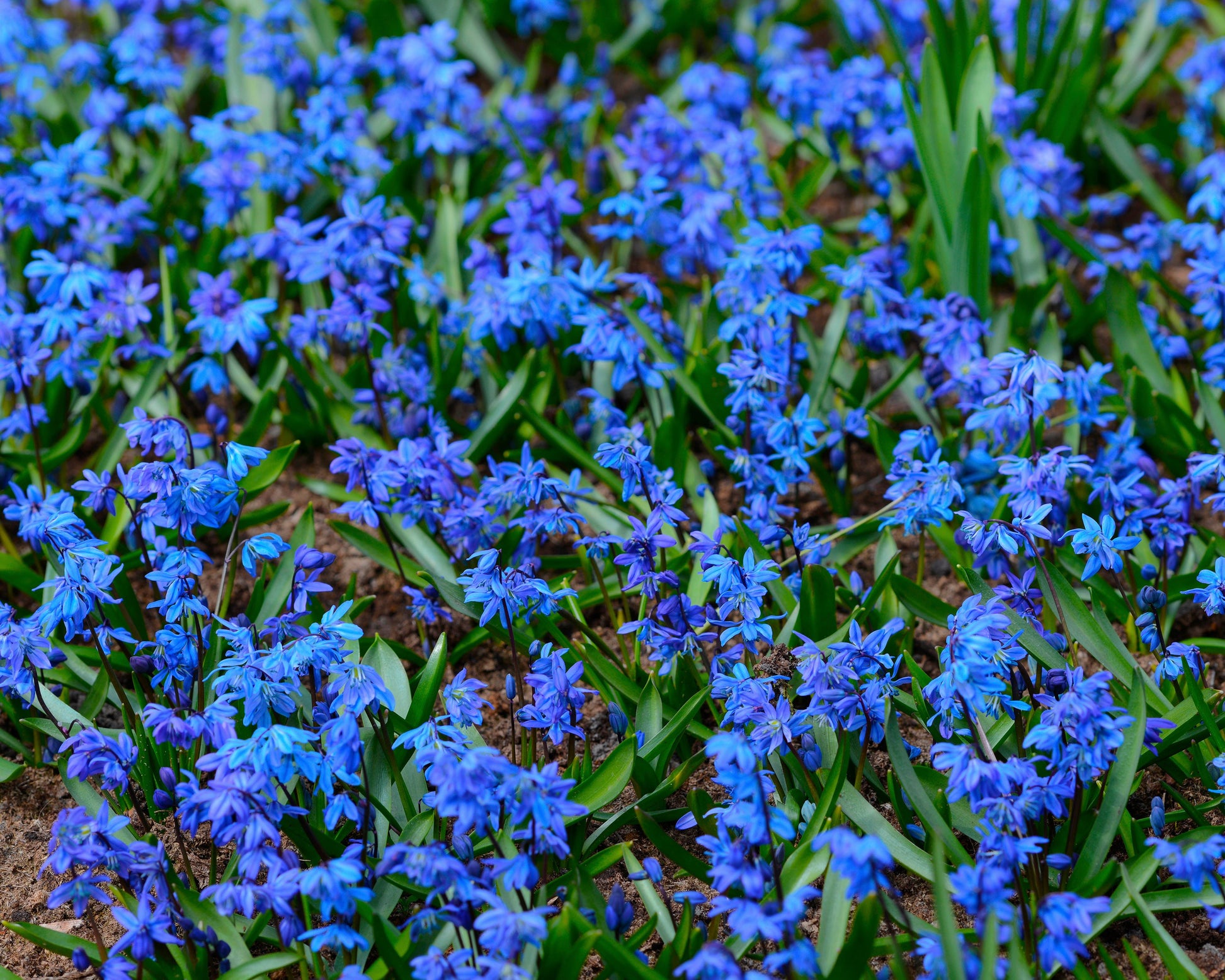 Scilla siberica ('Siberian Squill') bulbs | Buy online at Farmer Gracy