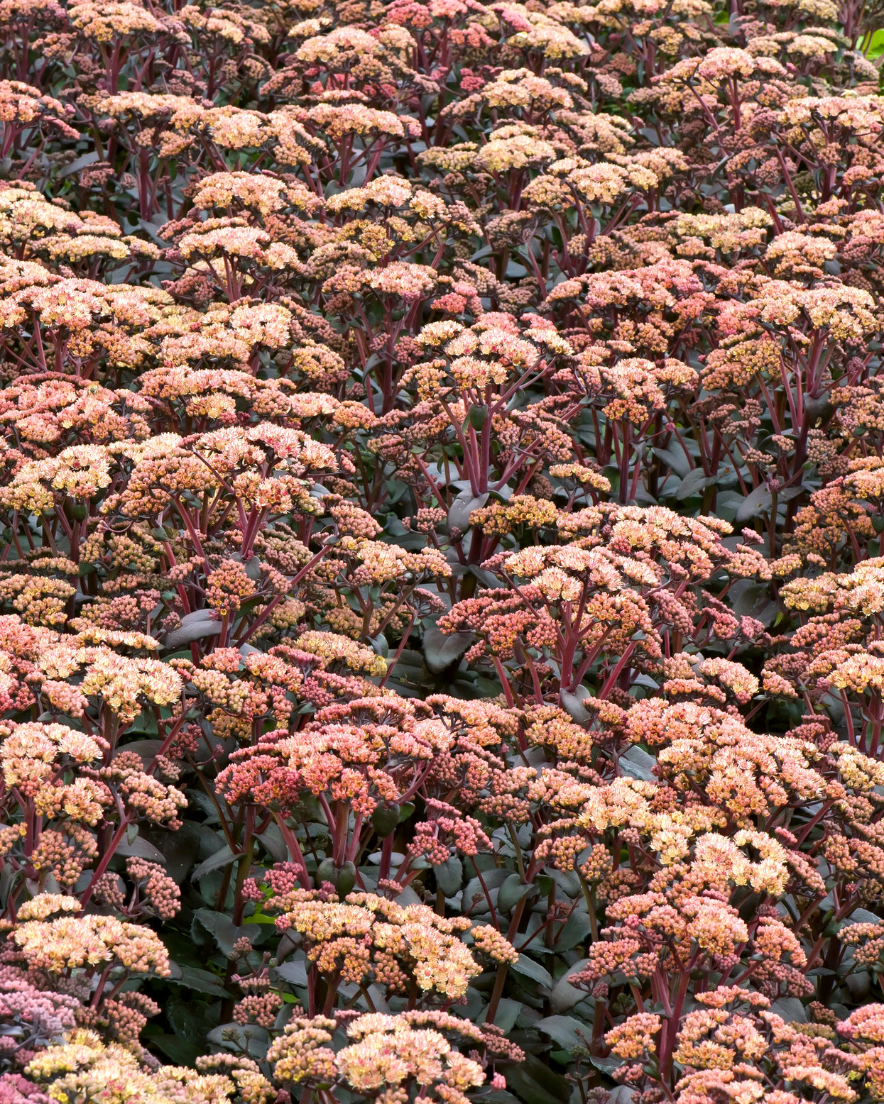 Sedum 'Orange Xenox' bare roots — Buy orange 'Stonecrop' online at ...
