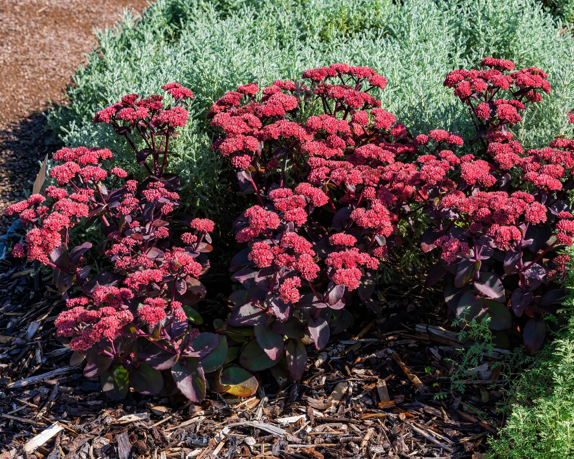 Sedum 'Xenox' bare roots | Buy dusky pink 'Stonecrop' online at Farmer ...