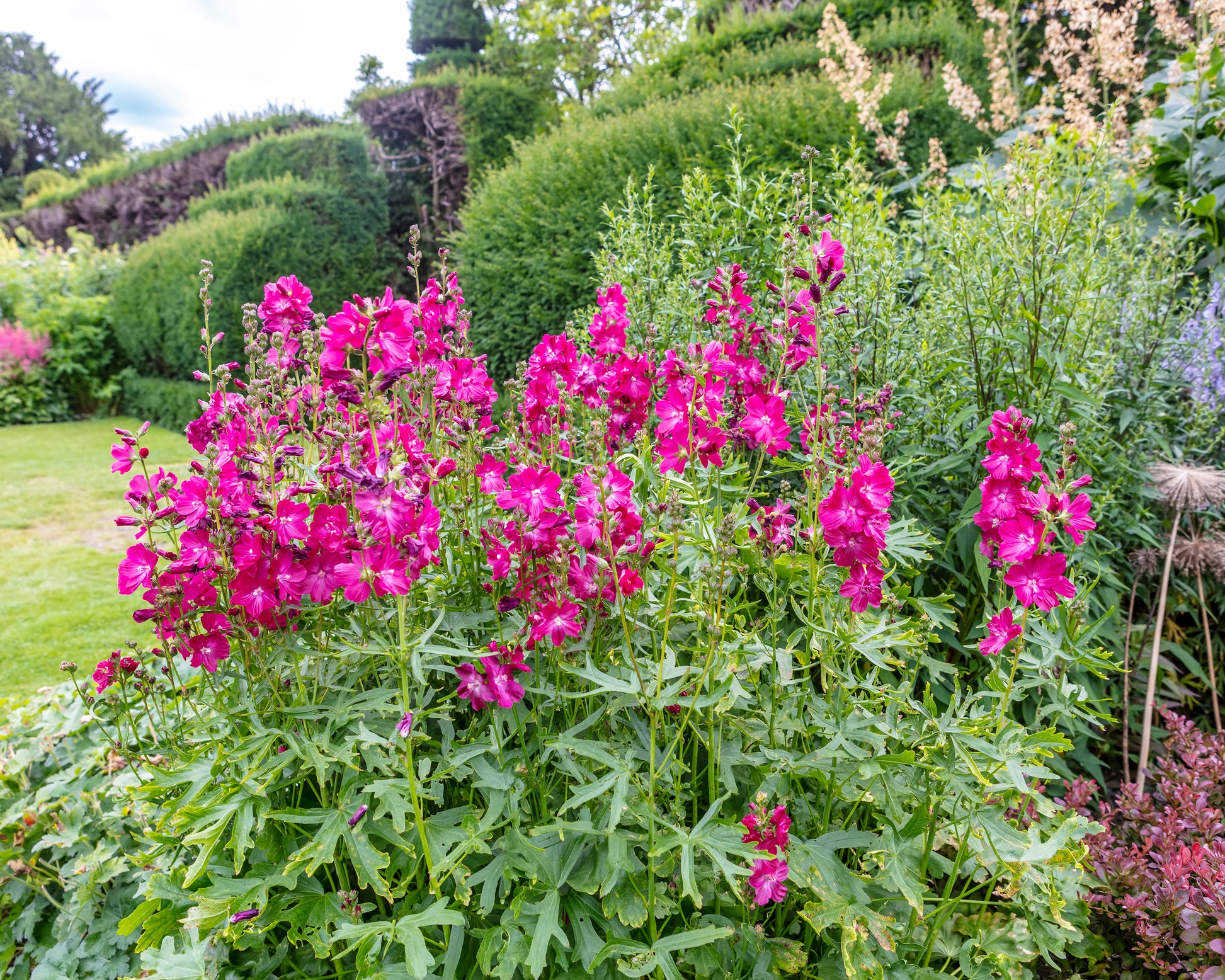 Sidalcea 'Candy Girl' bare roots — Buy pink 'Prairie Mallow' online at ...