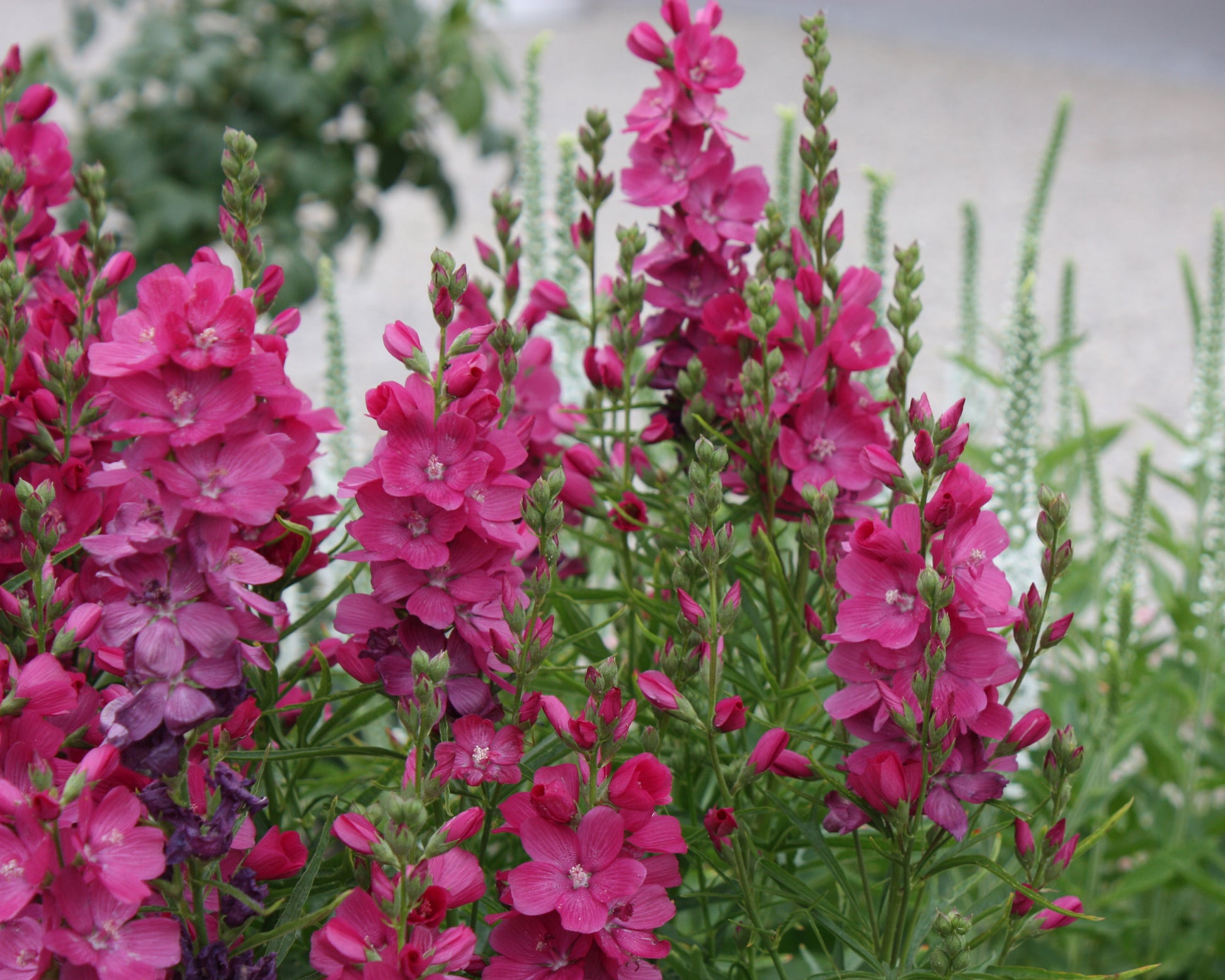 Sidalcea 'Candy Girl' bare roots — Buy pink 'Prairie Mallow' online at ...