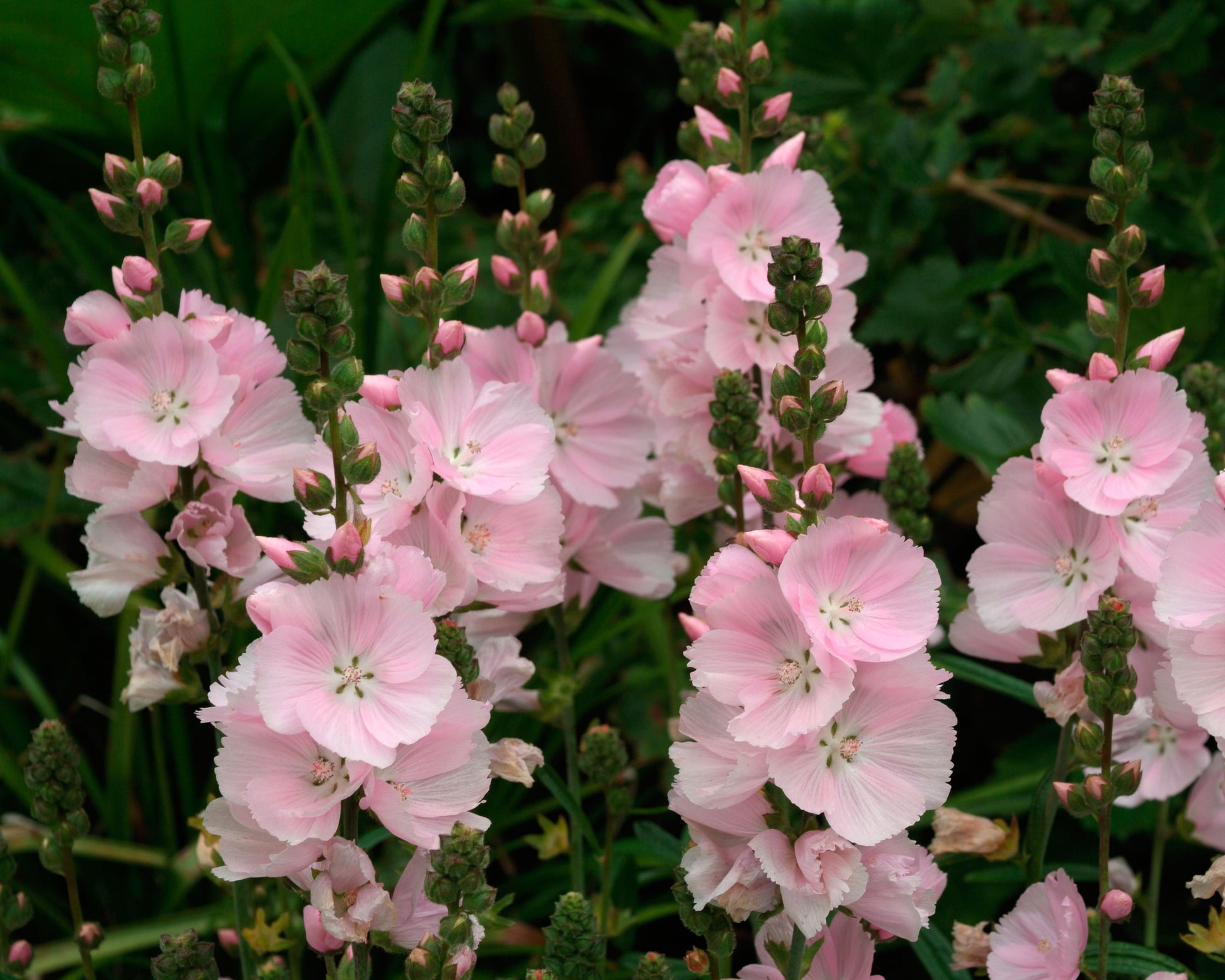 Sidalcea 'Little Princess' bare roots — Buy pale-pink 'Prairie Mallow ...