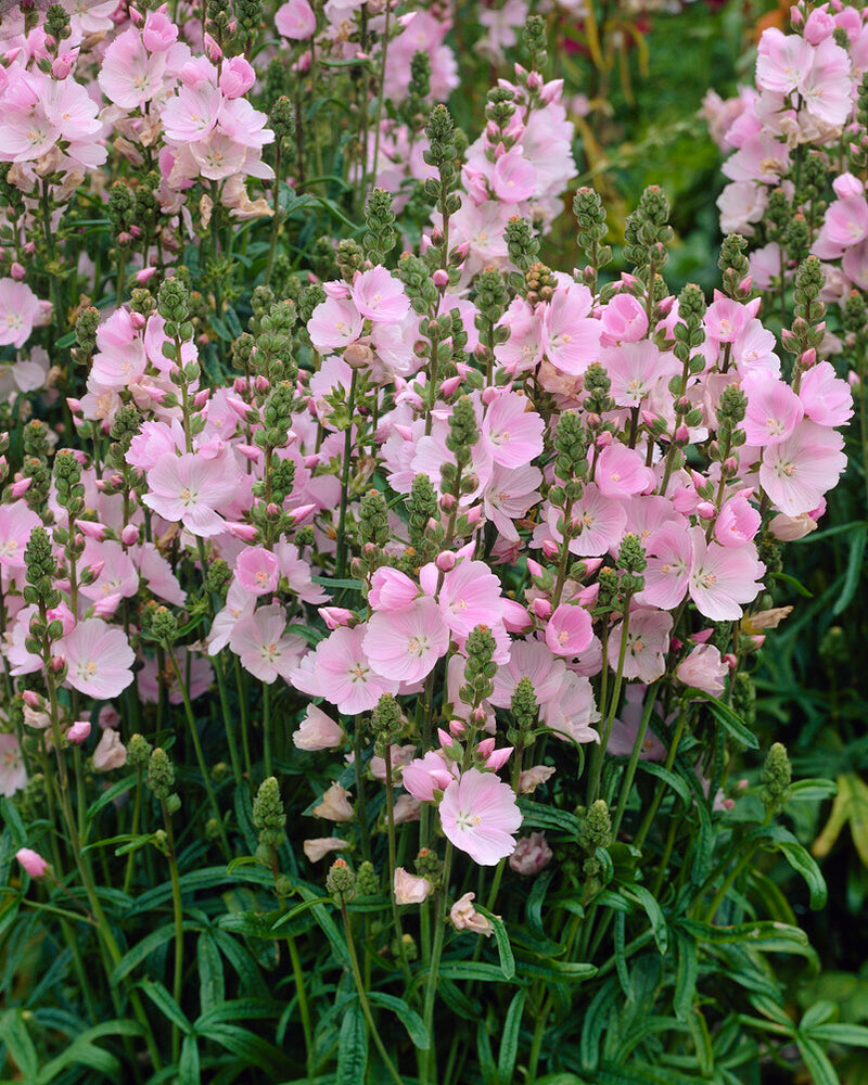 Sidalcea 'Little Princess' bare roots — Buy pale-pink 'Prairie Mallow ...