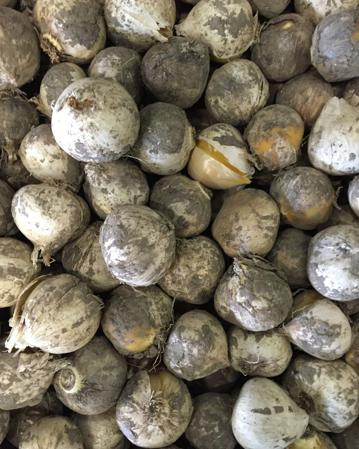 Allium 'Silver Spring' bulbs — Buy online at Farmer Gracy UK