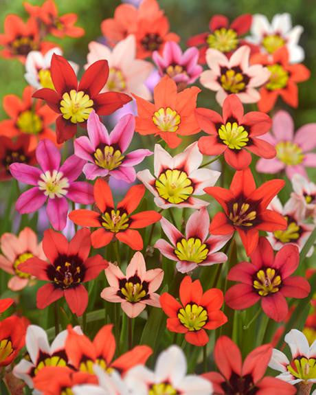 Sparaxis 'Harlequin Mix' bulbs — Buy mixed harlequin flowers online at ...
