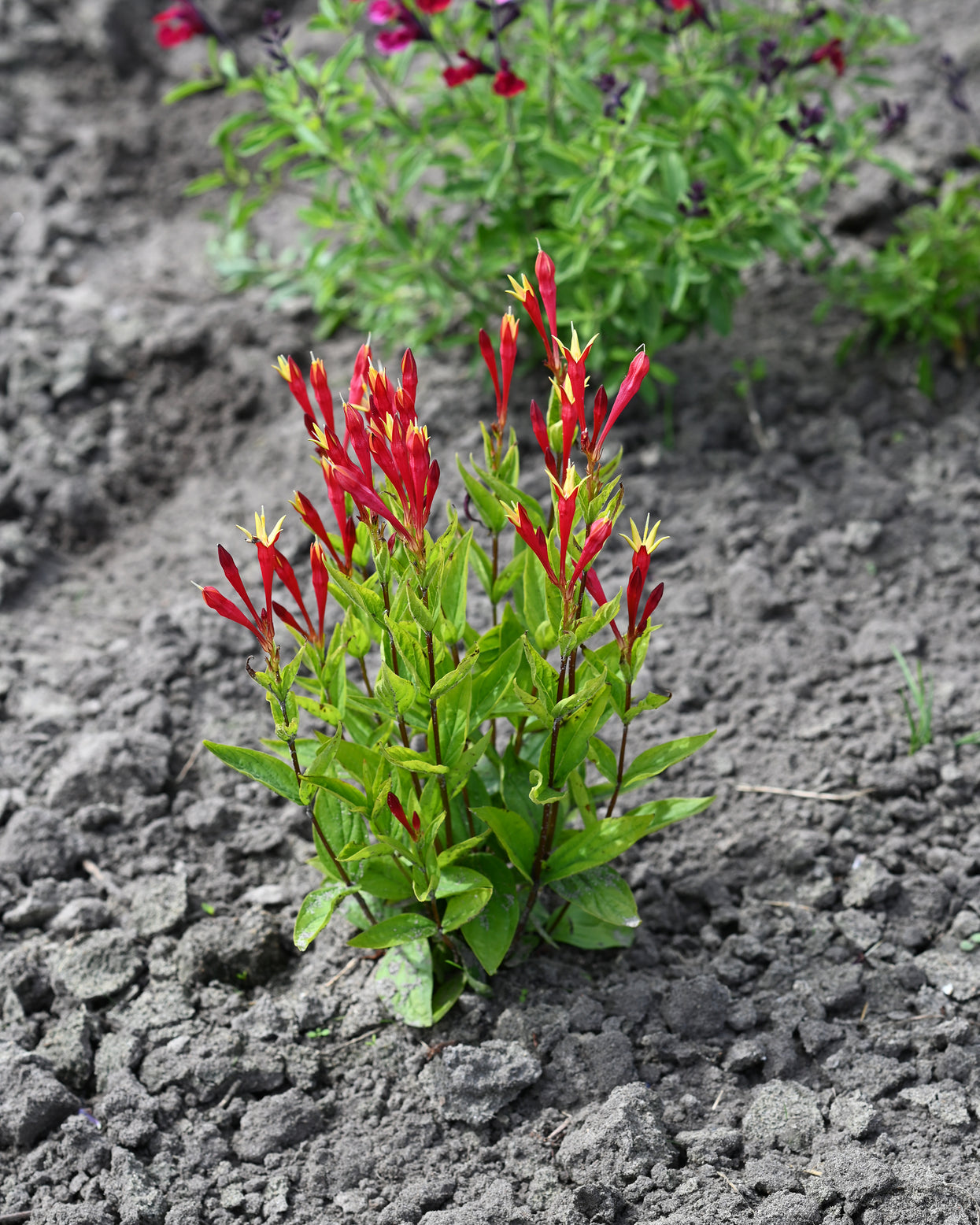 Spigelia marilandica 'Little Redhead' bare roots — Buy woodland ...