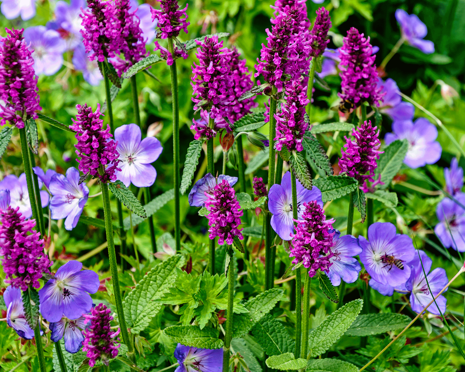 Stachys monieri Hummelo bare roots — Buy 'Alpine Betony' online at ...