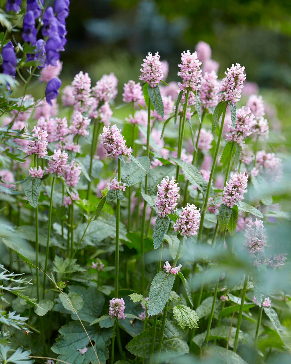 Stachys officinalis 'Summer Sweets'® bare roots — Buy 'Betony' online ...