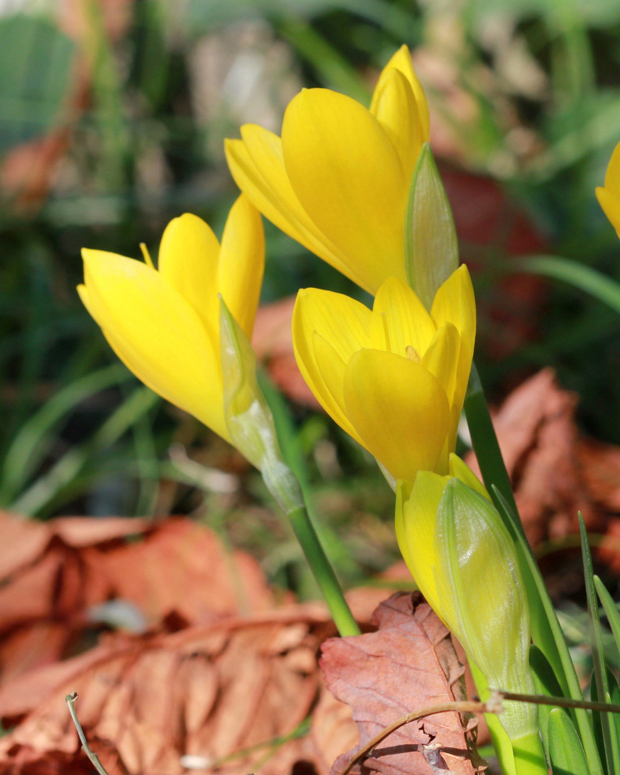 Sternbergia lutea bulbs — Buy 'Winter Daffodils' online at Farmer Gracy UK