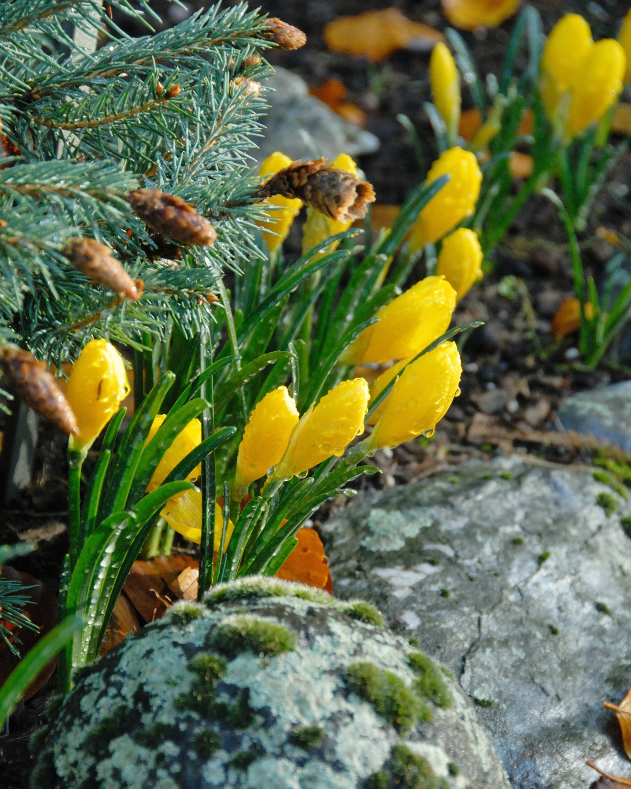 Sternbergia lutea bulbs — Buy 'Winter Daffodils' online at Farmer Gracy UK
