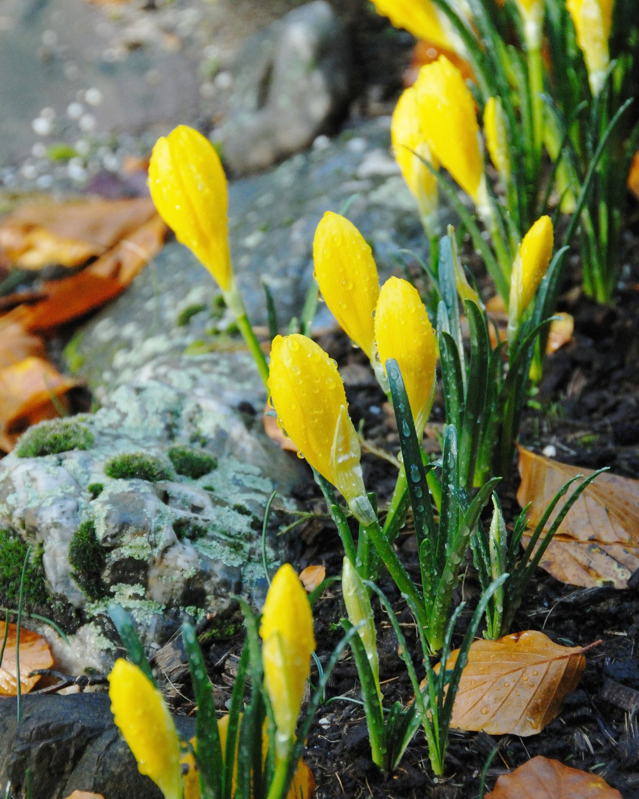 Sternbergia lutea bulbs — Buy 'Winter Daffodils' online at Farmer Gracy UK