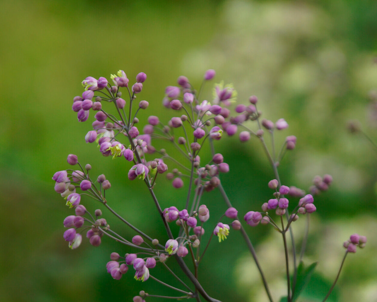 Thalictrum 'Anne' bare roots | Buy meadow-rue online at Farmer Gracy UK