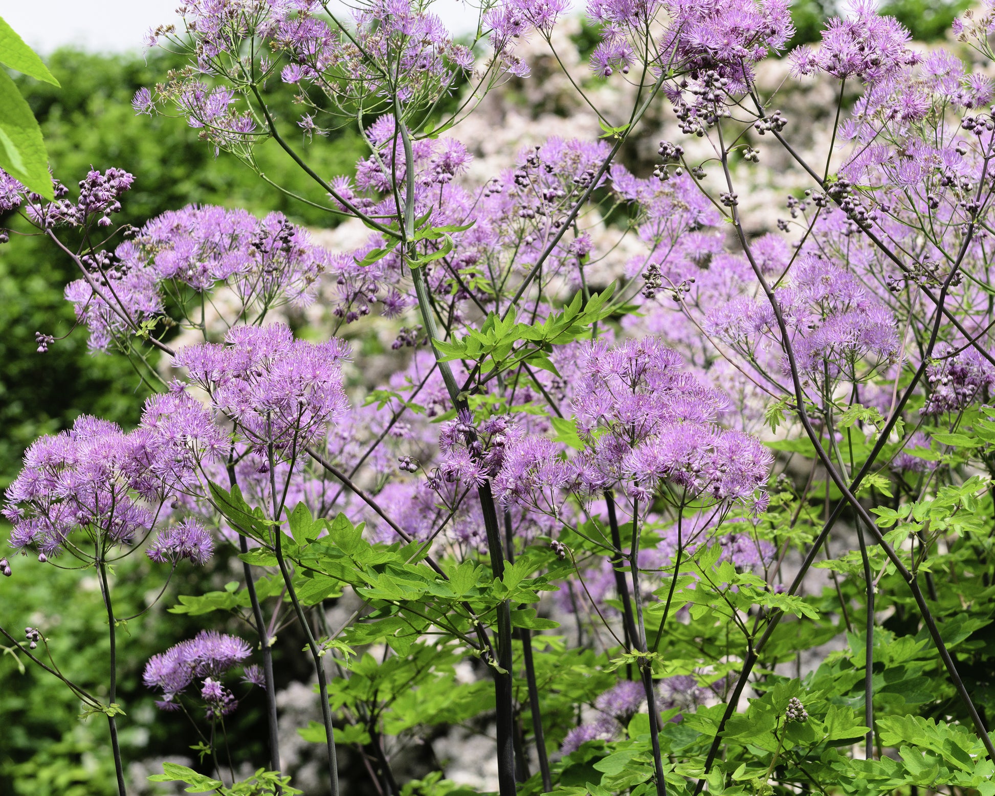 Thalictrum 'Black Stockings' bare roots | Buy pink meadow-rue online at ...