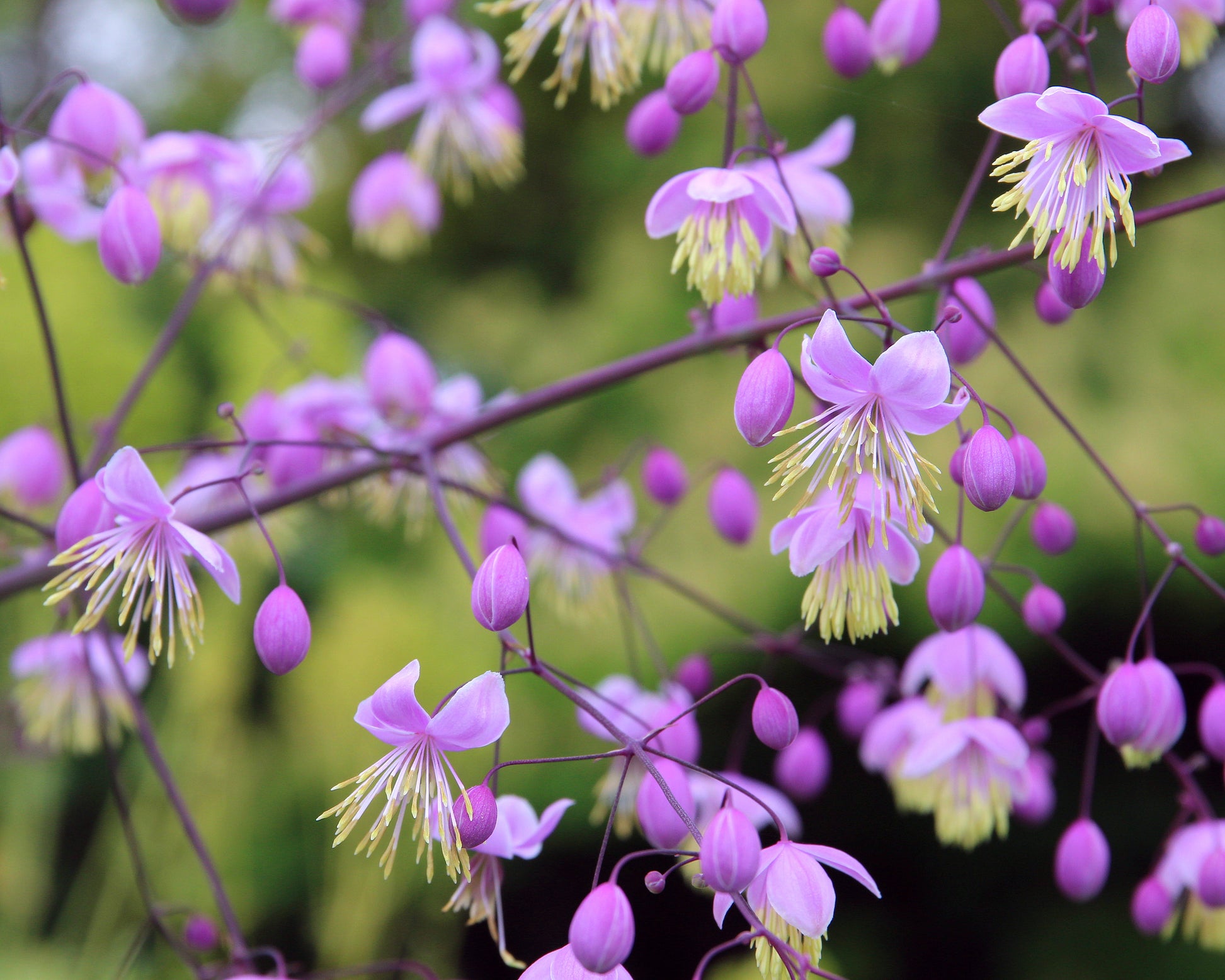 Thalictrum delavayi bare roots — Buy Chinese meadow-rue online at ...
