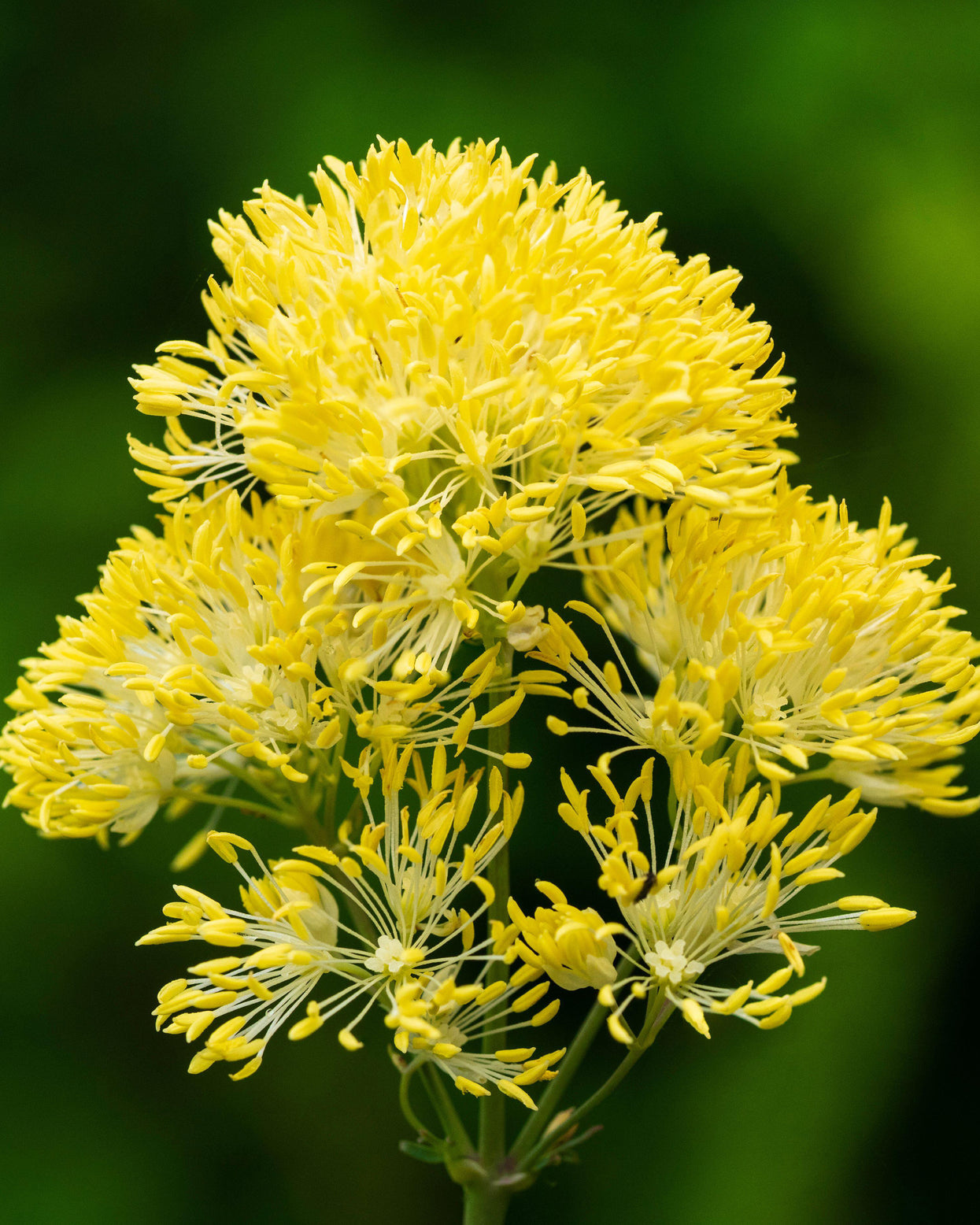 Thalictrum flavum subsp. glaucum bare roots | Buy glaucous-leaved ...