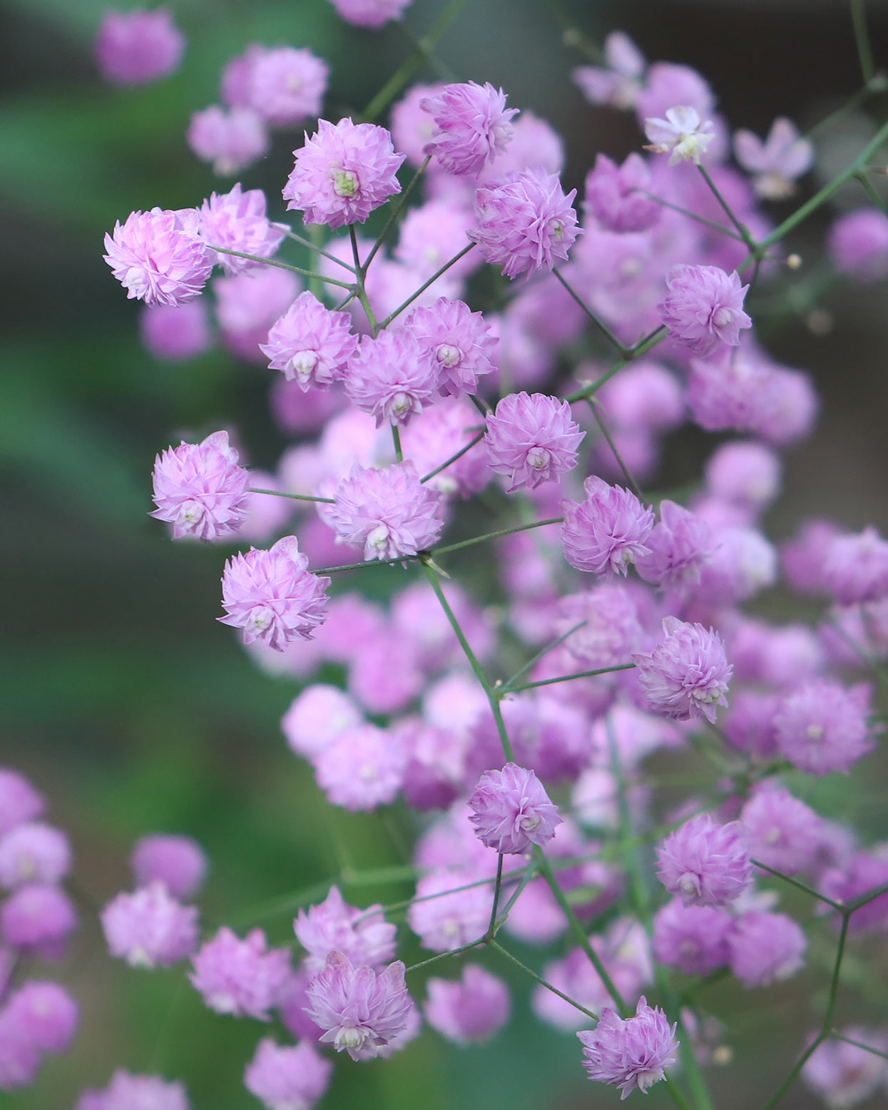 Thalictrum delavayi 'Hewitt's Double' bare roots — Buy double-flowered ...