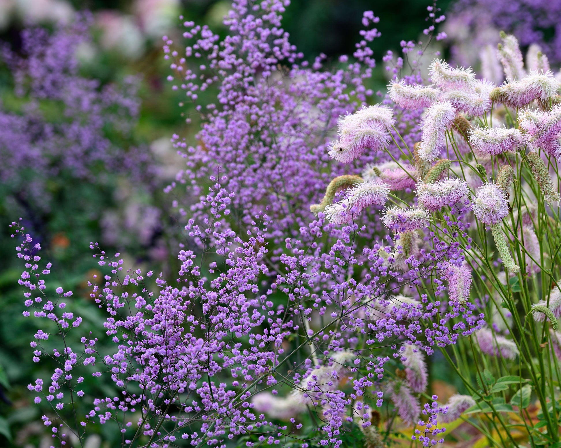 Thalictrum delavayi 'Hewitt's Double' bare roots — Buy double-flowered Chinese meadow-rue online ...