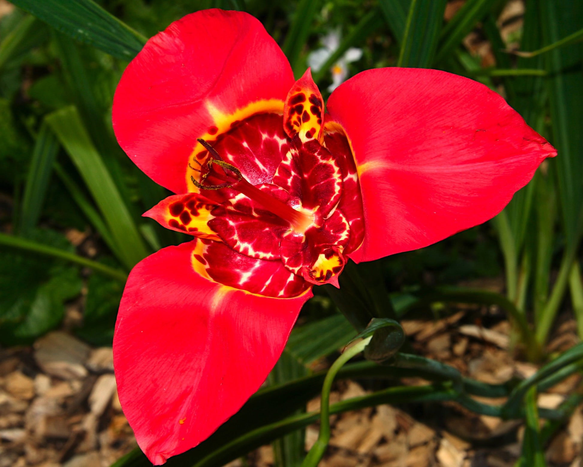Tigridia 'Peacock Mix' bulbs | Buy mixed peacock tiger flowers online ...
