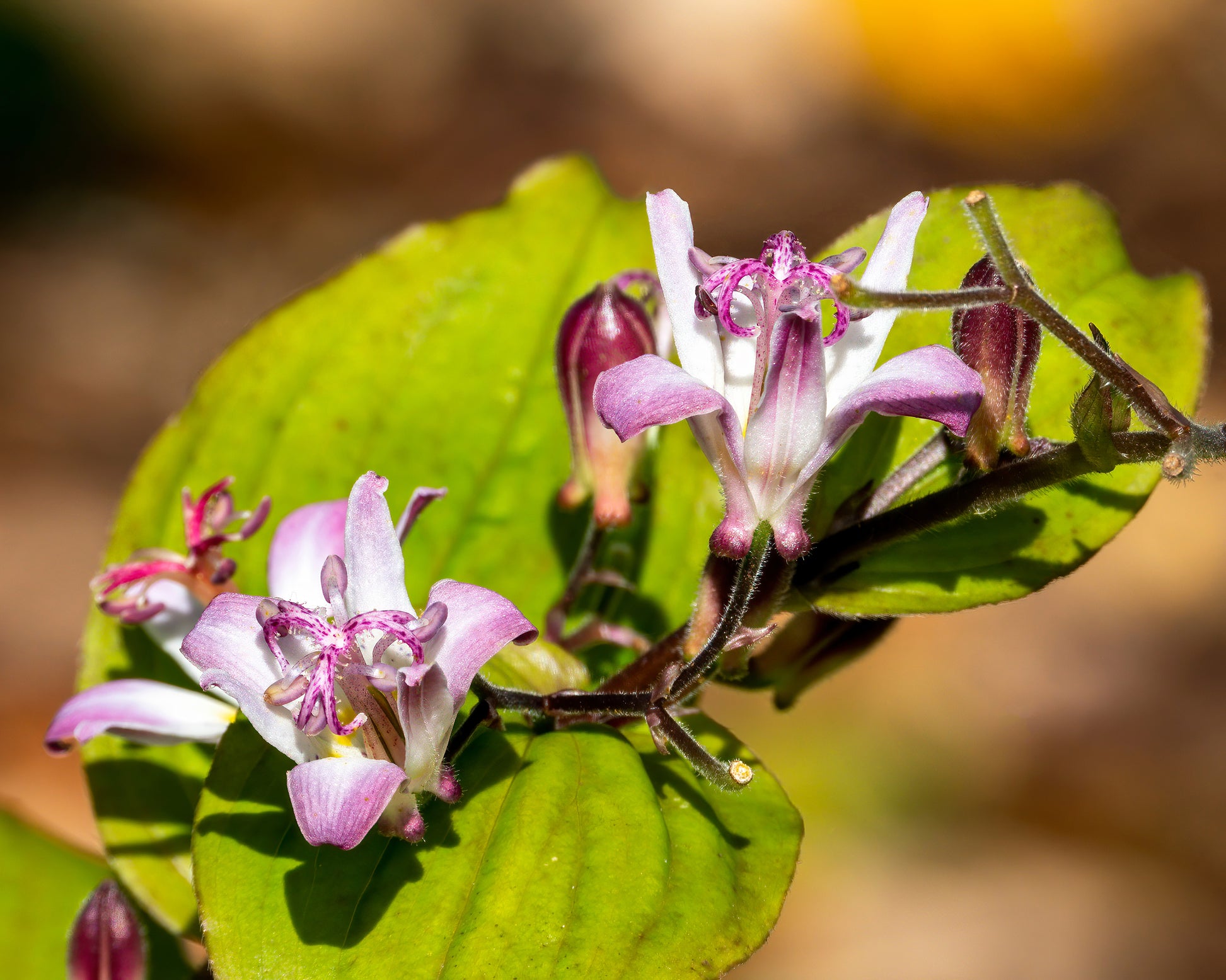 Tricyrtis hirta 'Tojen' bare roots | Buy Japanese toad lily online at ...