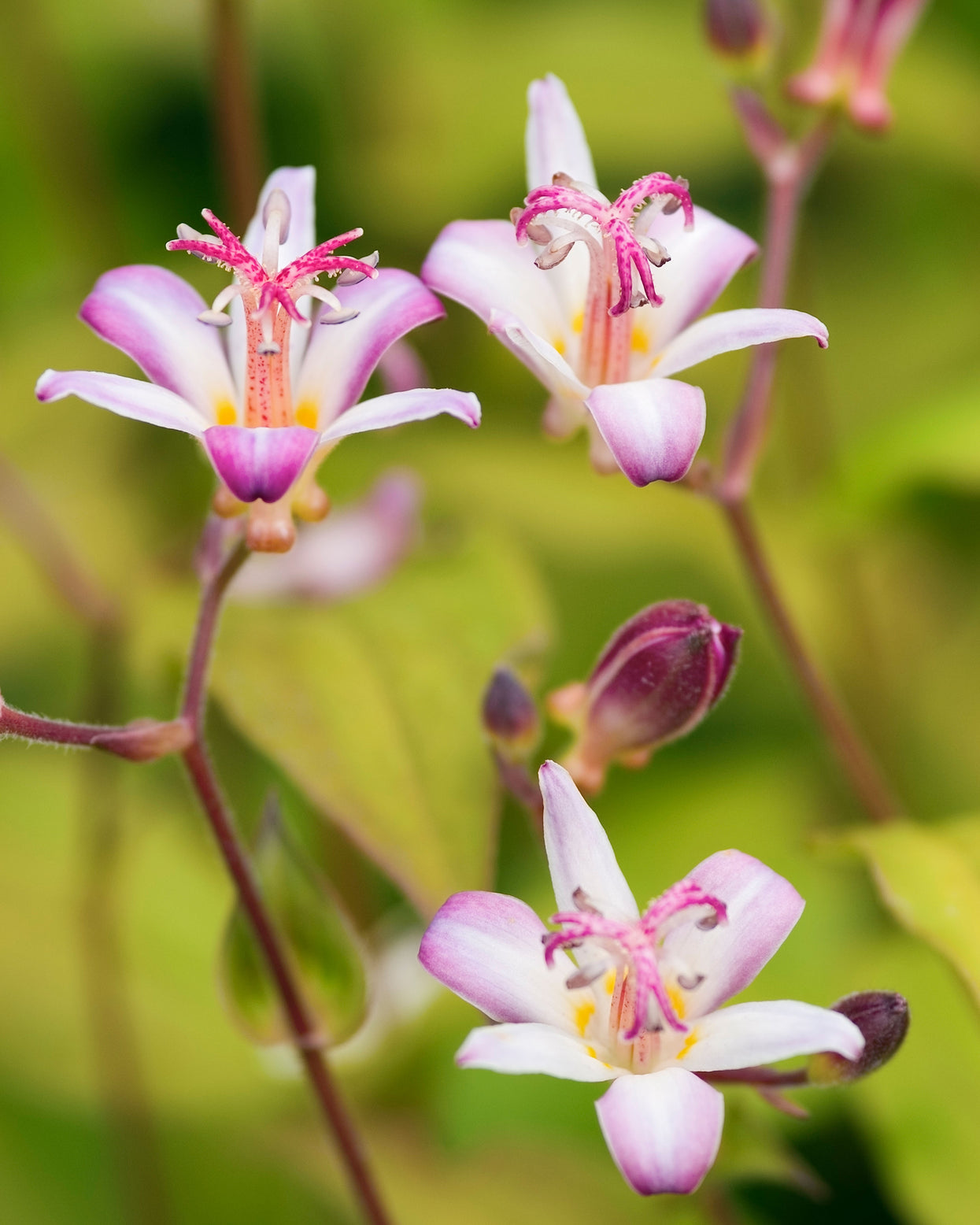 Tricyrtis hirta 'Tojen' bare roots | Buy Japanese toad lily online at ...