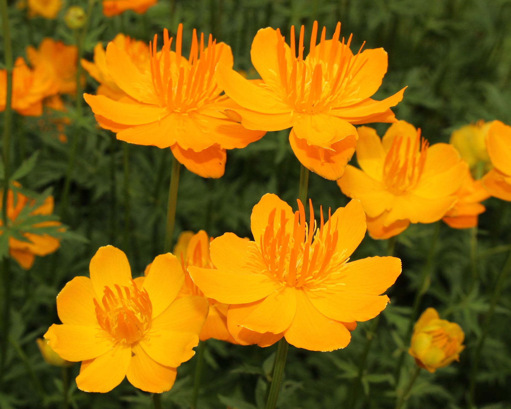 Trollius × cultorum 'Orange Globe' bare roots — Buy orange globeflowers ...