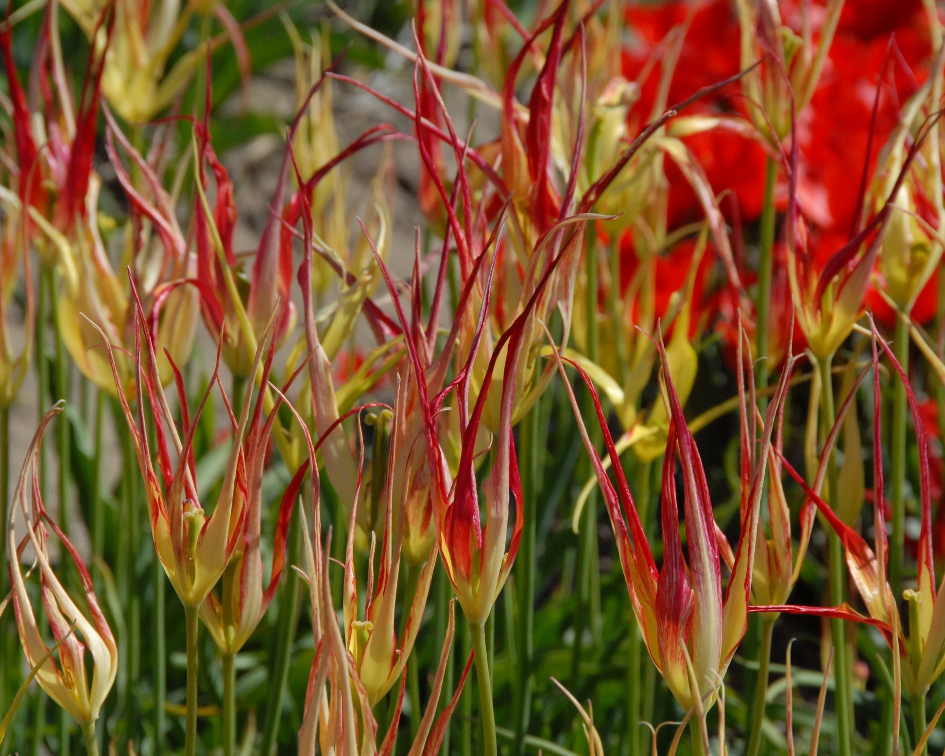 Tulip acuminata bulbs | Buy 'horned tulips' online at Farmer Gracy UK